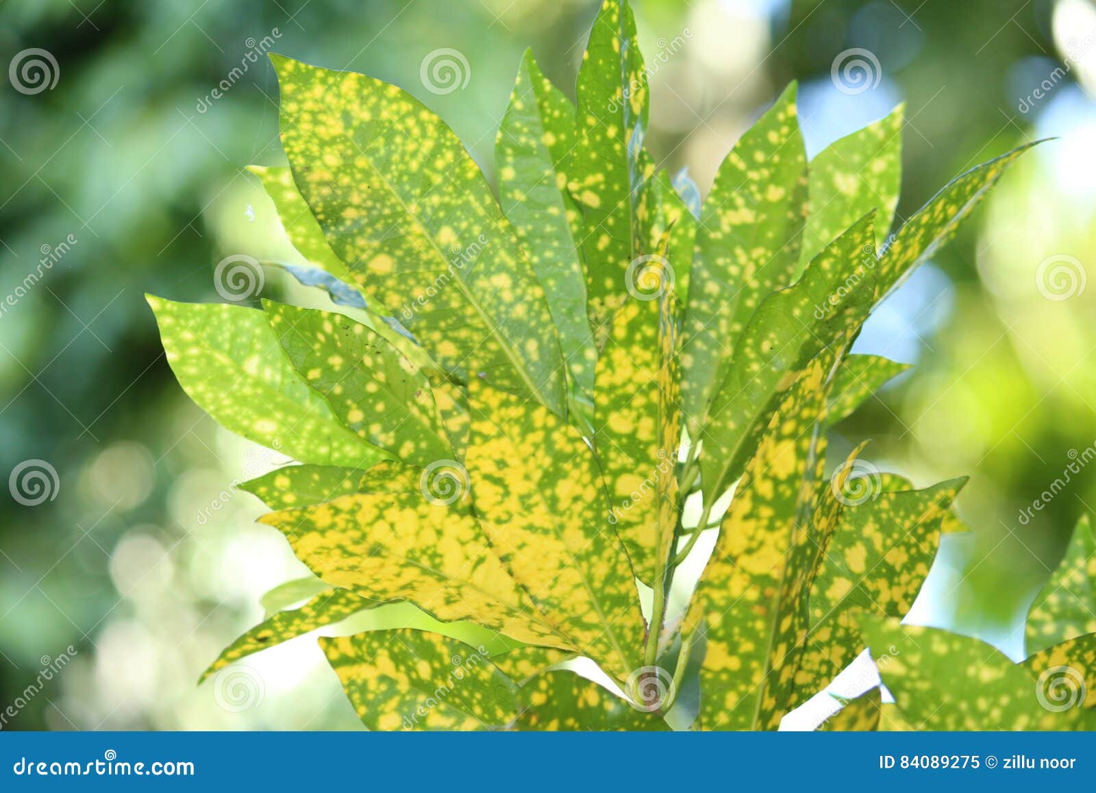 Tree stock image. Image of green, tree, awsome, colourfuul - 84089275