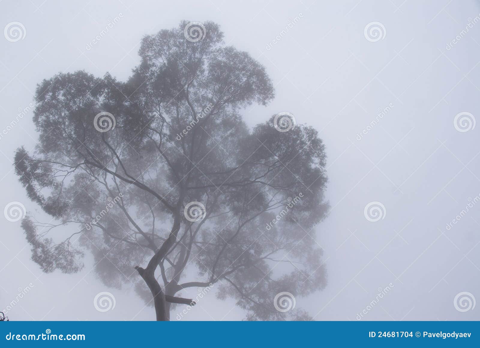 Tree in smoke stock photo. Image of mystical, pure, nature - 24681704