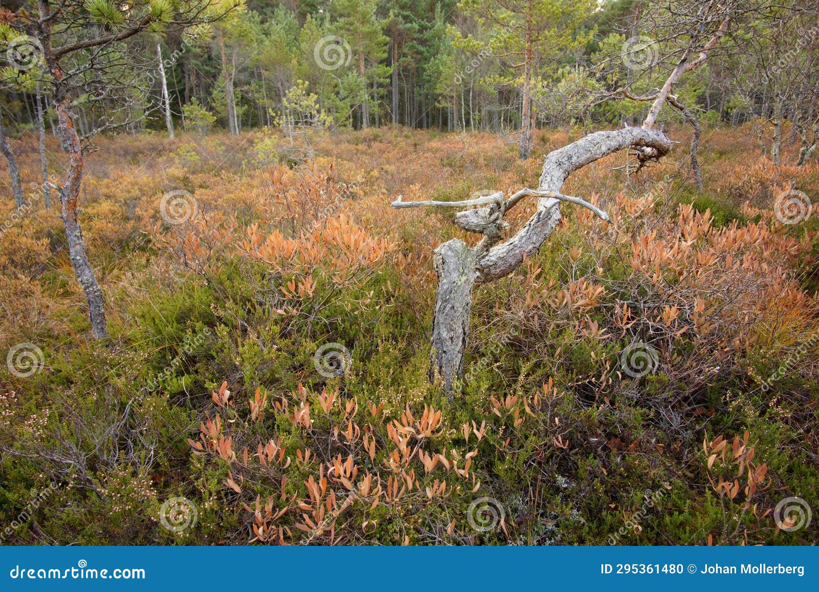 Tree Snag on a Bog in Autumn, Huddinge - Sweden Stock Photo - Image of ...
