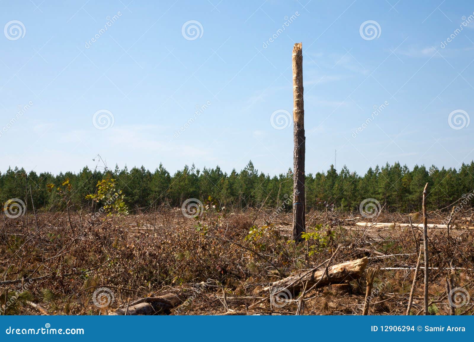 Tree Snag and Forest Clear Cut Stock Photo - Image of north, timber ...