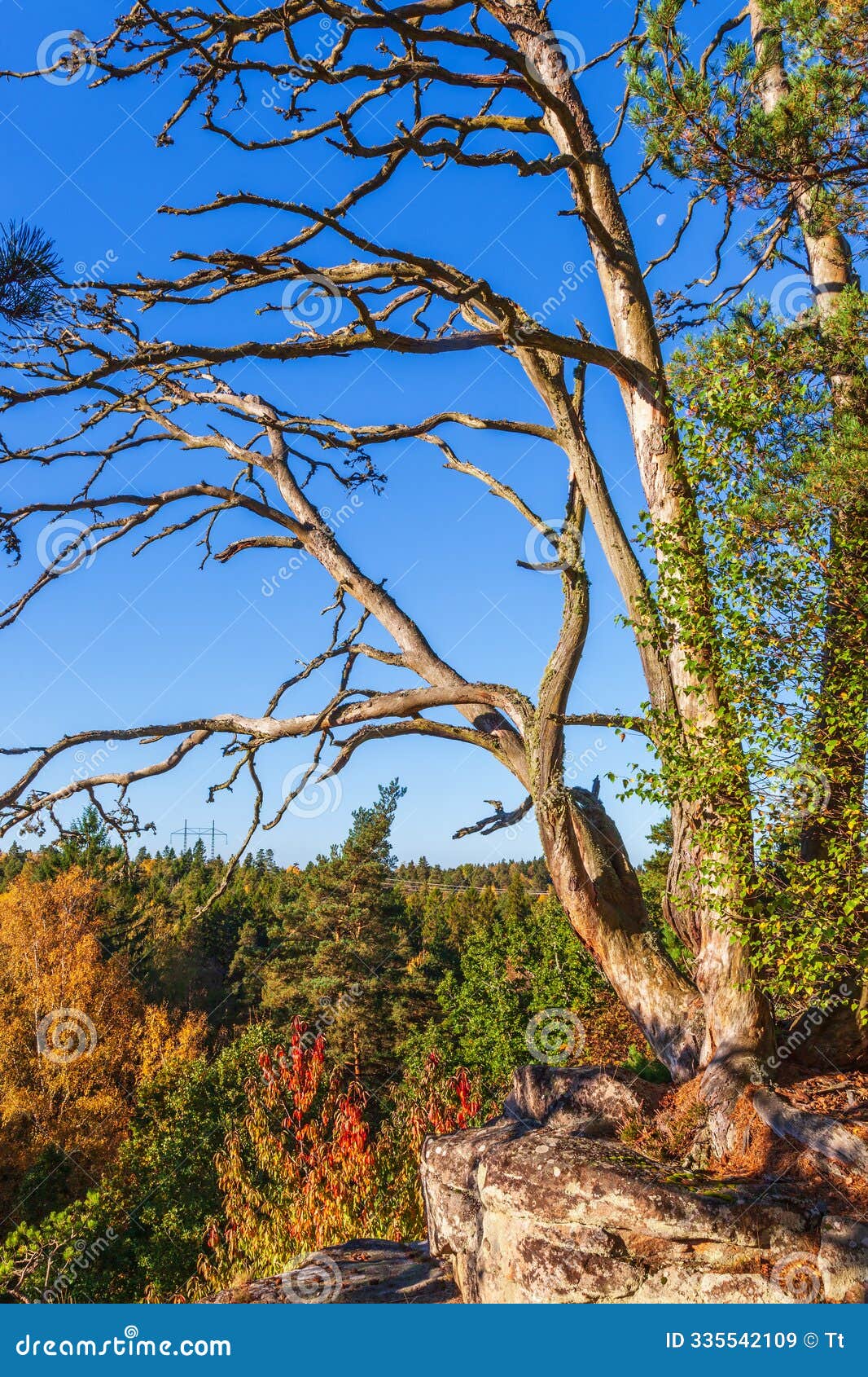Tree Snag in a Forest Landscape with Autumn Colors Stock Image - Image ...