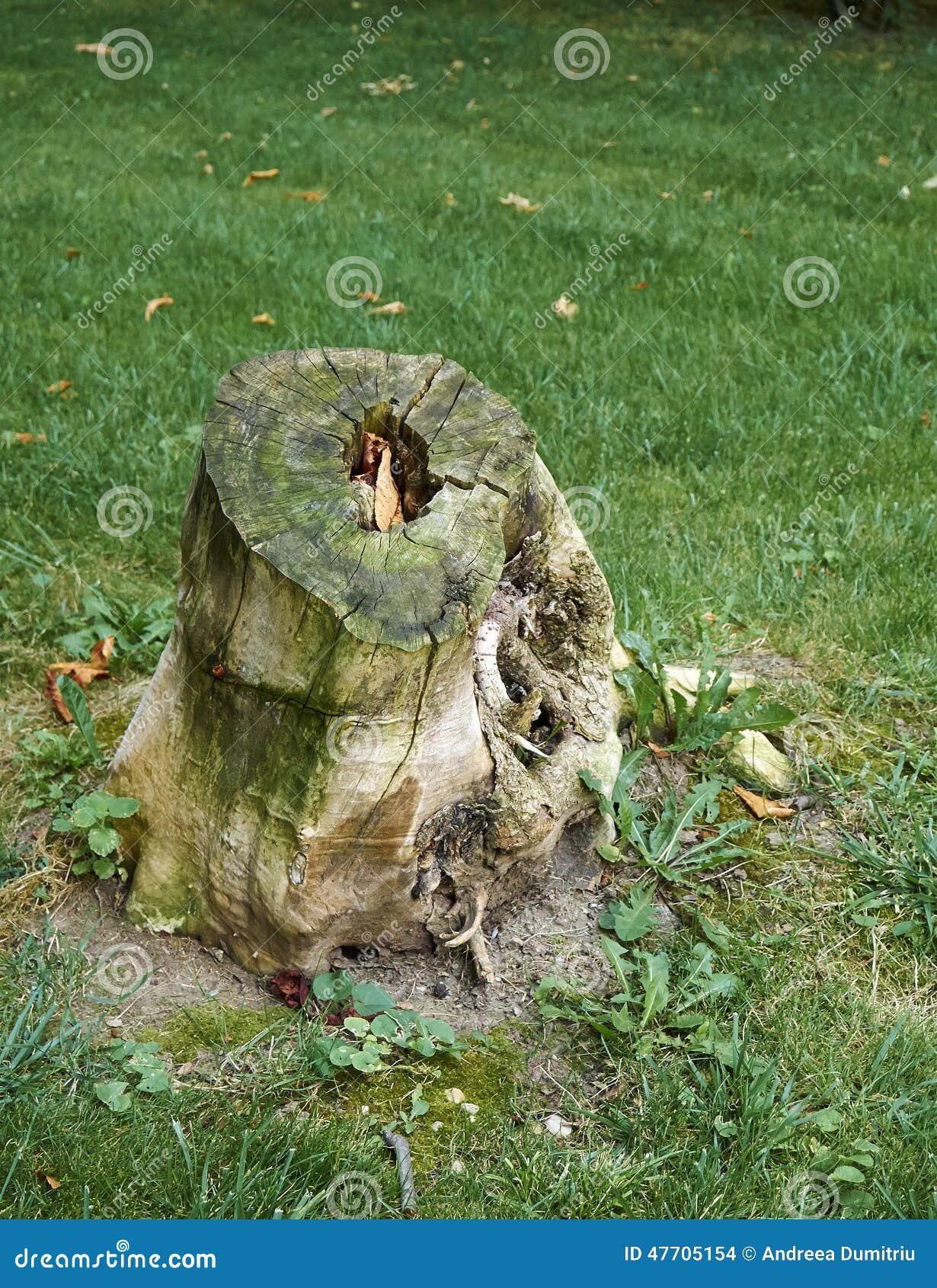 Tree Snag stock photo. Image of forest, nature, death - 47705154