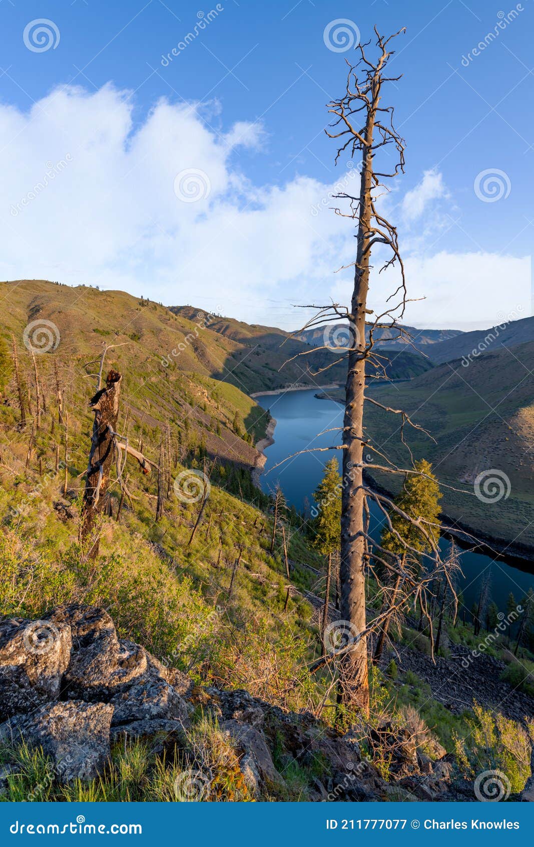Tree Snag in the Morning Light at the South Fork of the Boise River ...