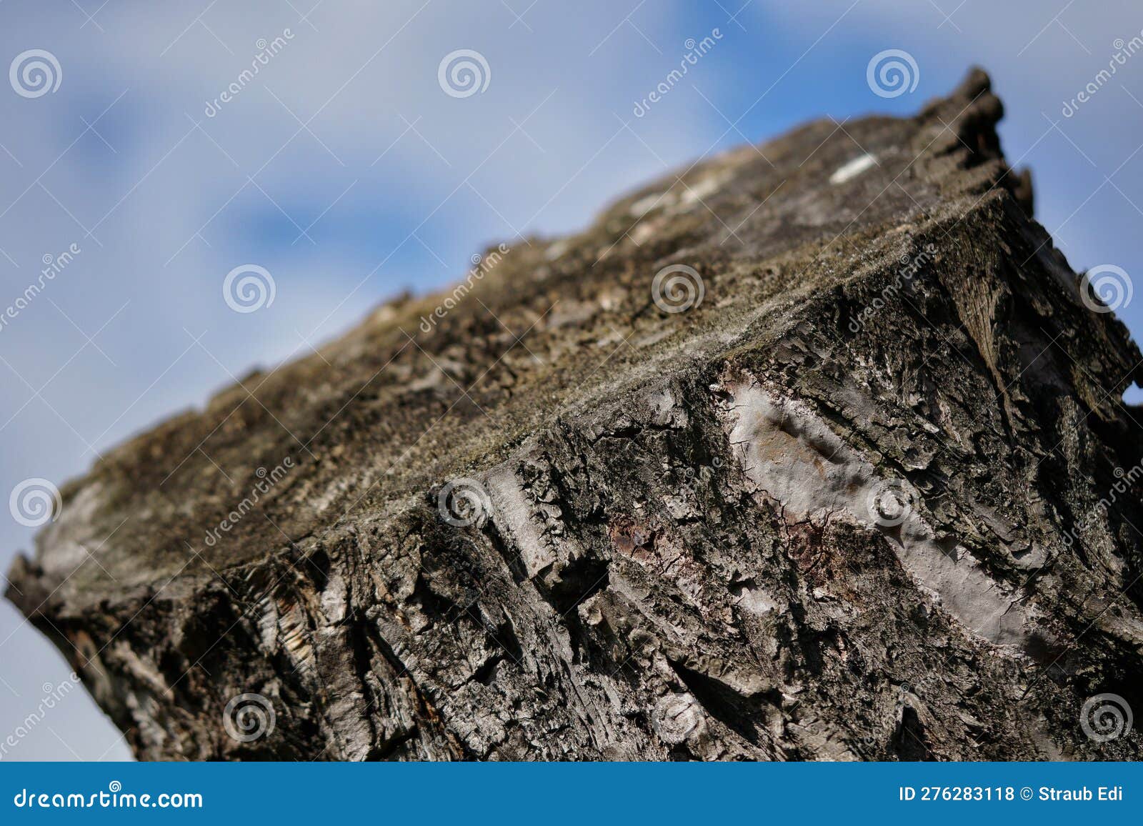 Tree Snag Texture - Closeup Stock Photo - Image of texture, tree: 276283118
