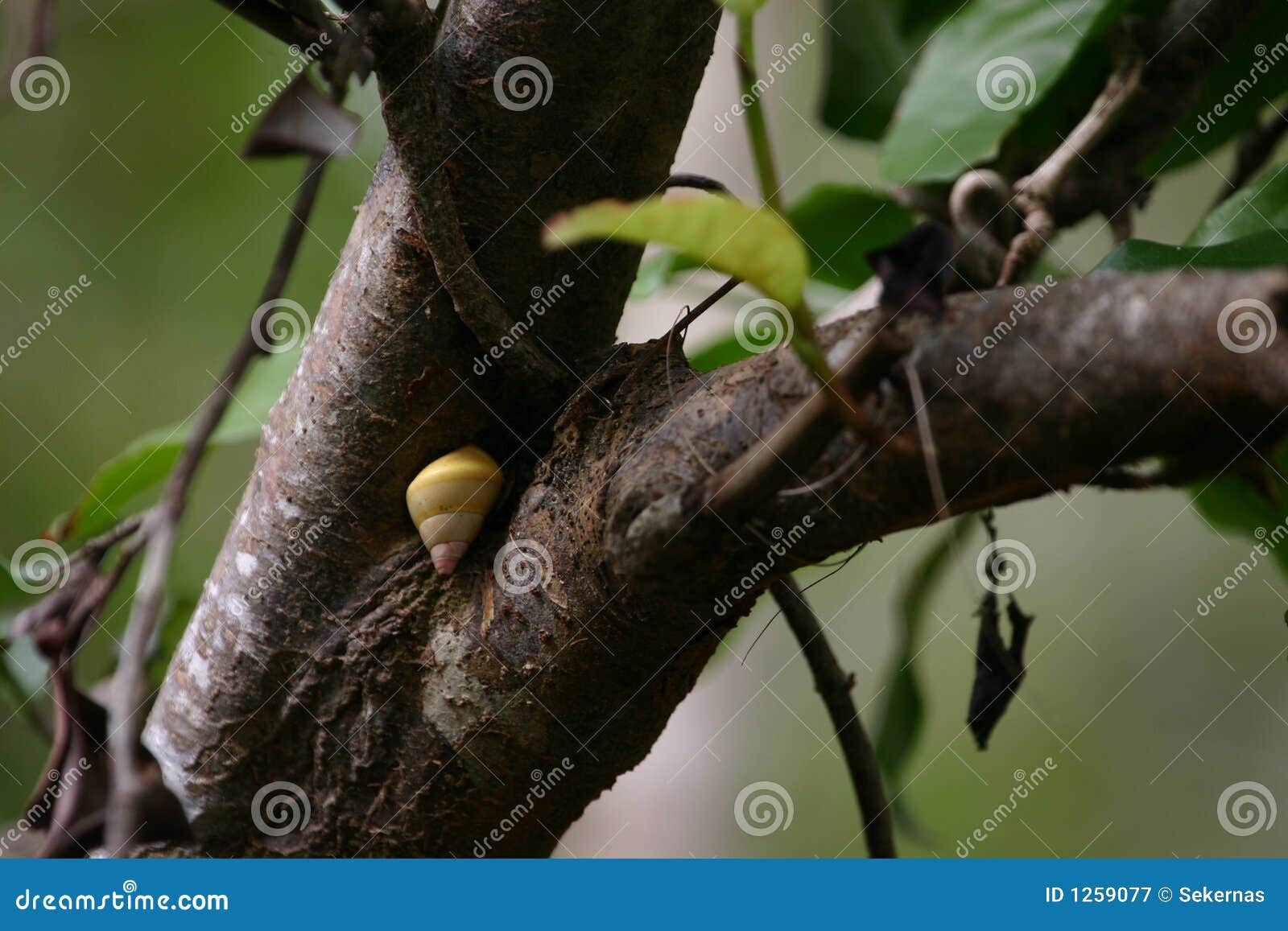 Tree snail stock image. Image of florida, ecosystem, animals - 1259077