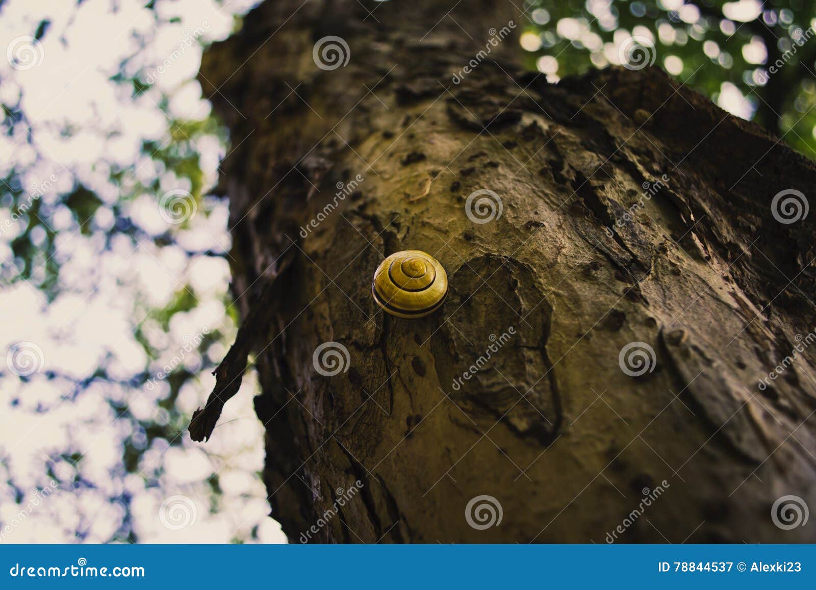 Tree snail stock image. Image of climb, apple, shell - 78844537