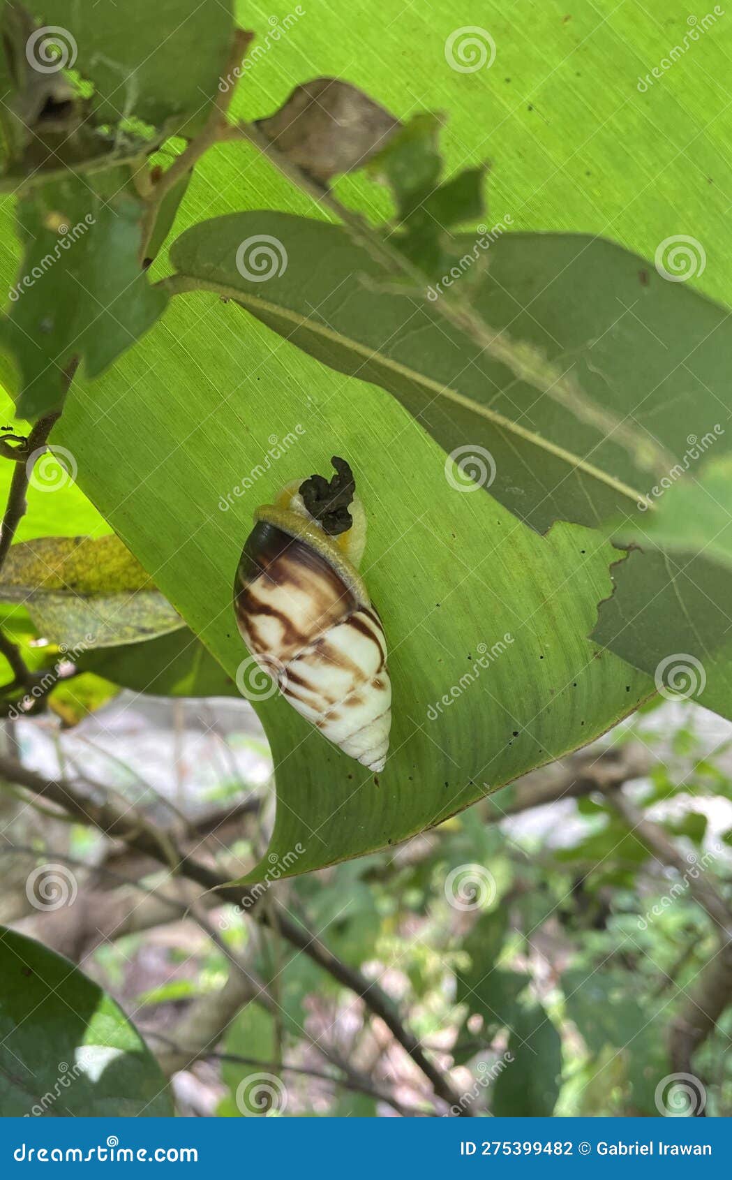 Tree Snails are Land Snails that Live in Trees Stock Photo - Image of ...