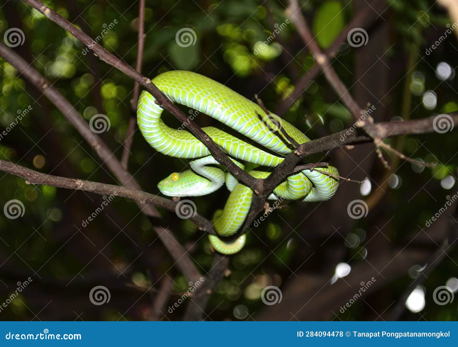 Tree Snake Holding on High Tree Branches Under Bush Shade Showing Its ...