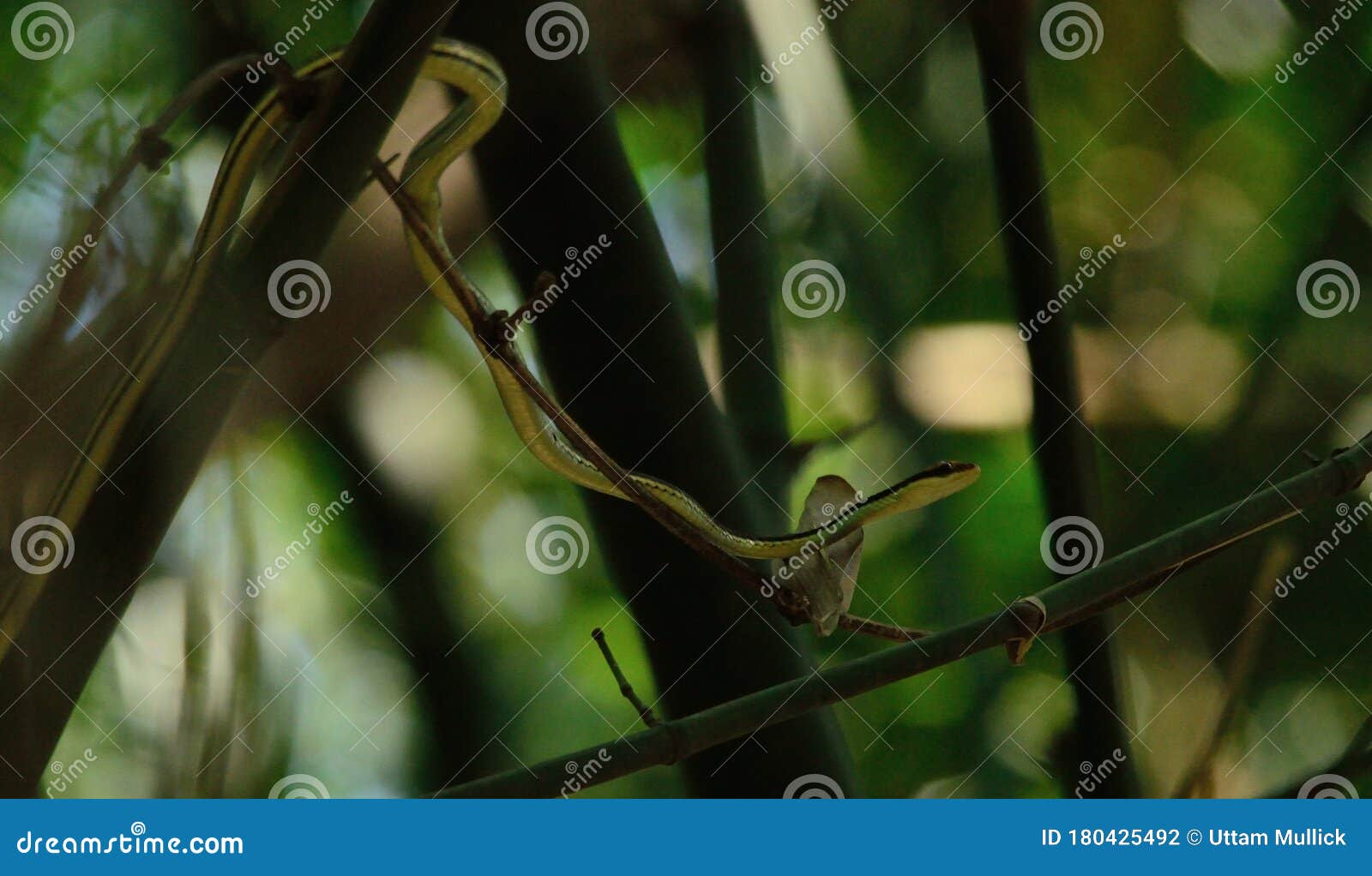 Tree snake in perch stock photo. Image of birdwatching - 180425492