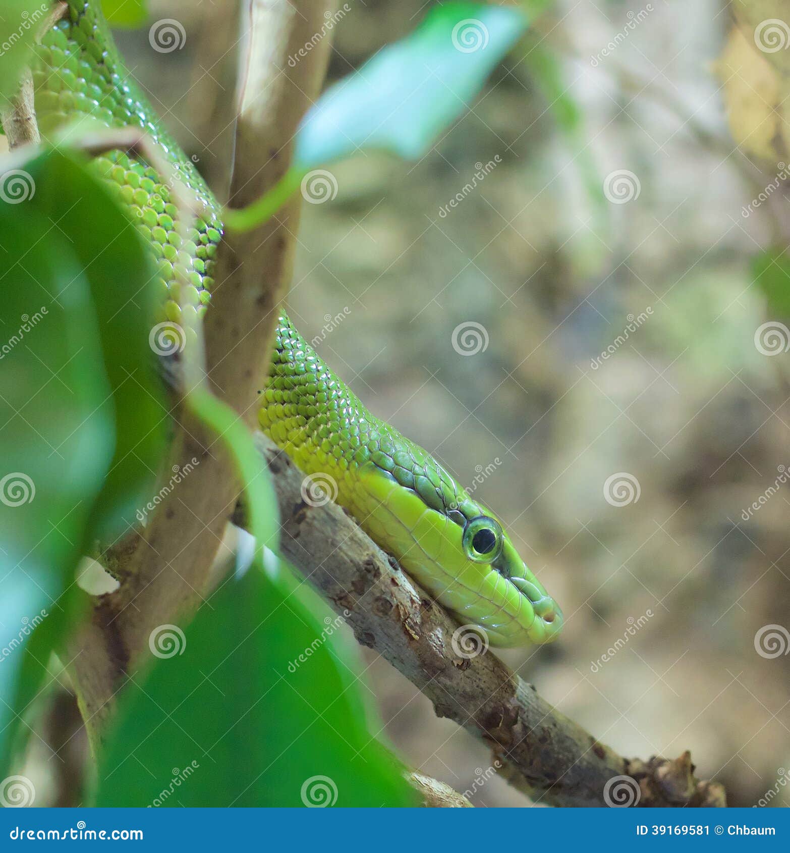 Tree Snake 1 stock image. Image of snake, tailed, racer - 39169581