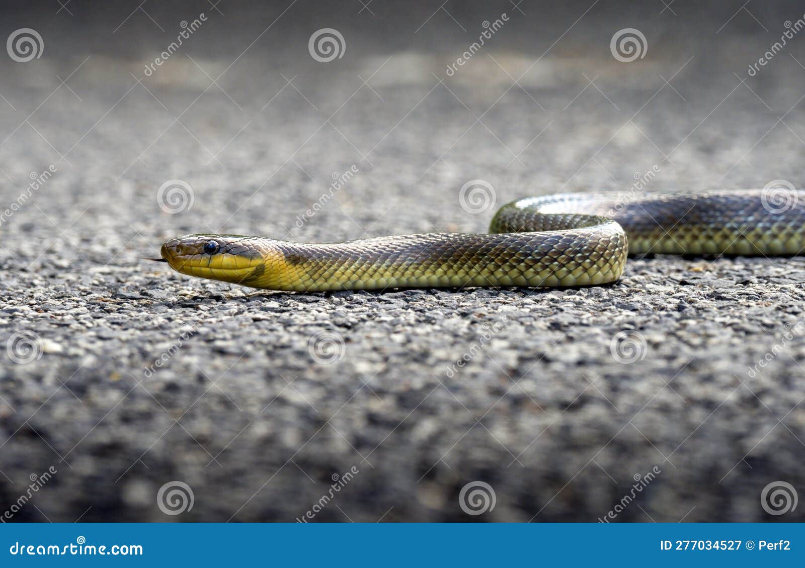 Tree snake stock image. Image of nature, asphalt, exterior - 277034527
