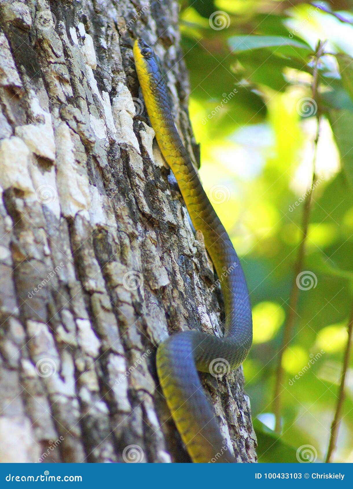 Tree Snake stock image. Image of distinctive, farmland - 100433103