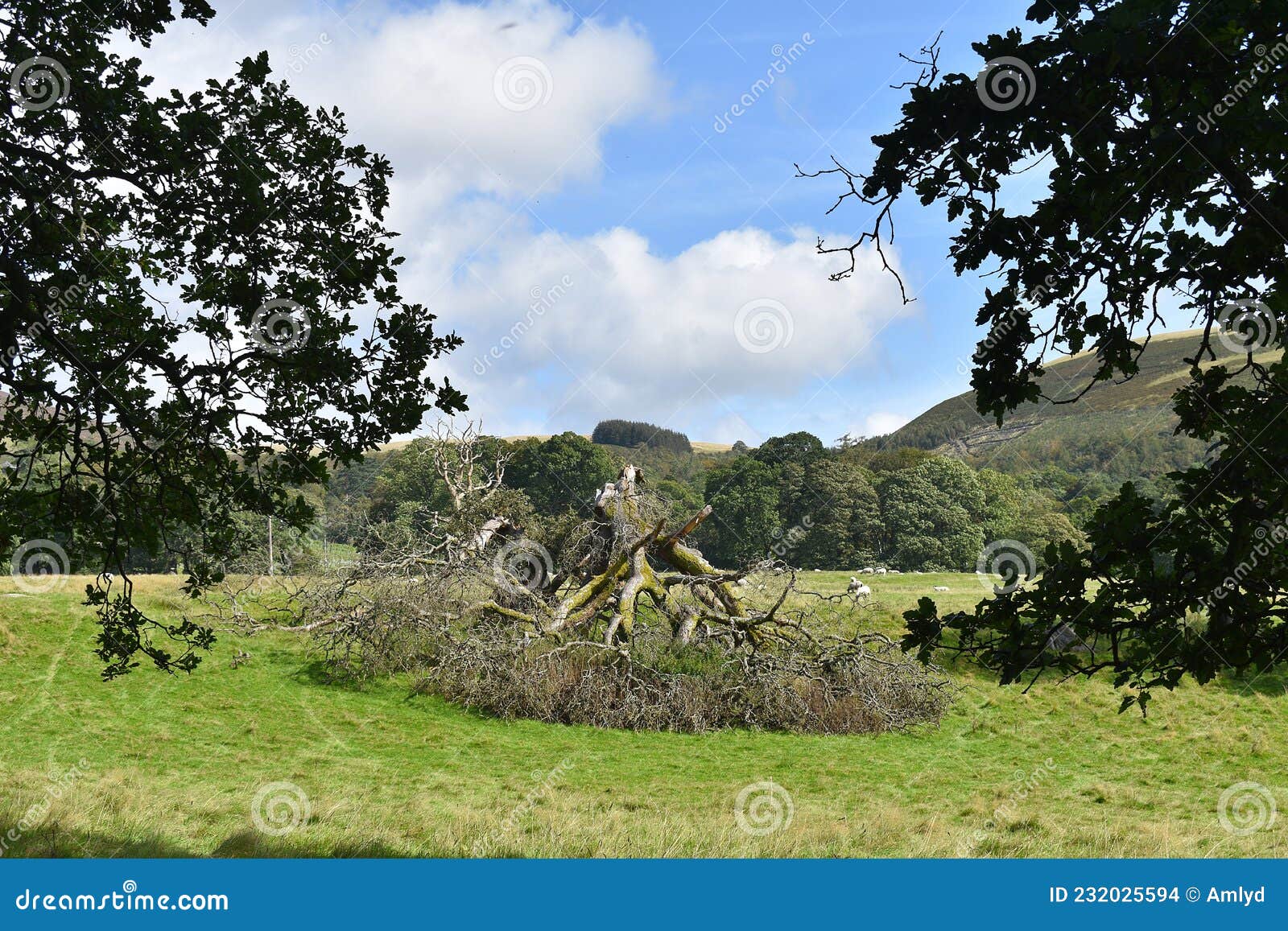Tree Snapped and Laid in Field Stock Photo - Image of crop, laid: 232025594