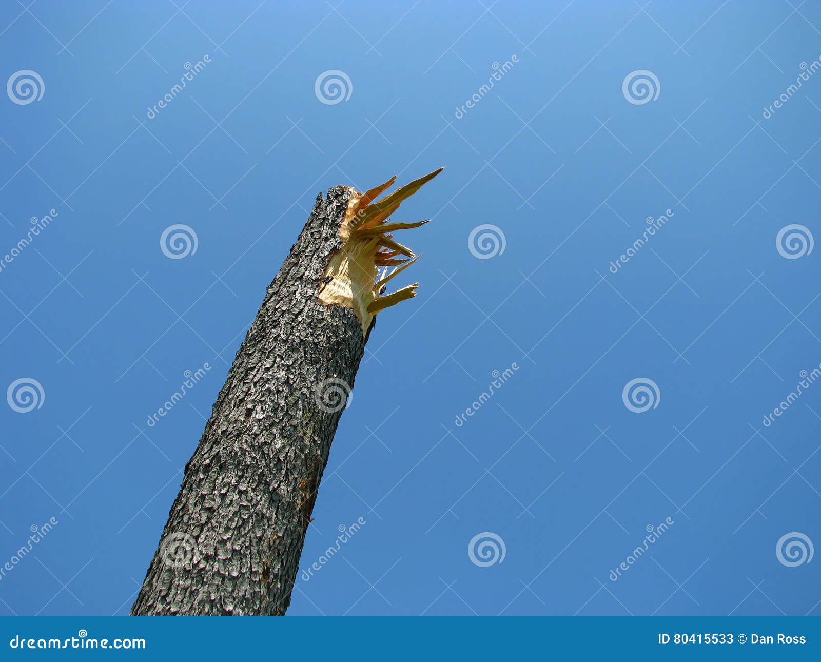 Tree snapped by wind stock image. Image of storm, line - 80415533