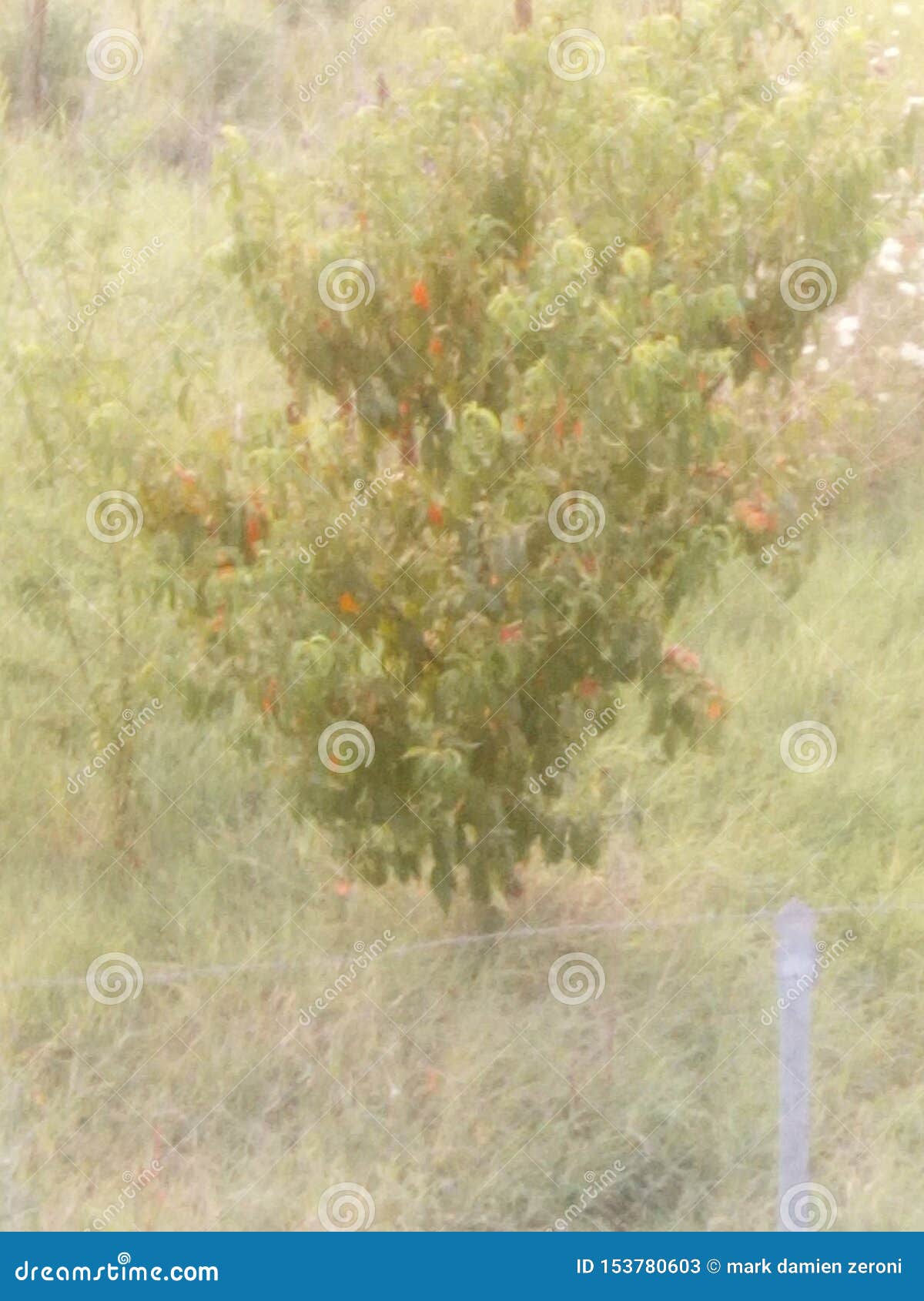 Tree snapping at day time stock image. Image of snap - 153780603