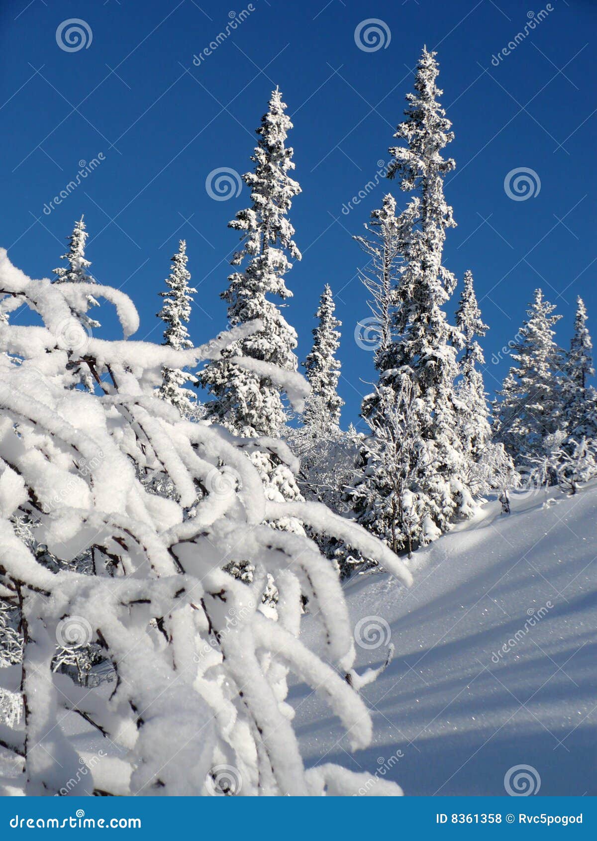 TREE in a SNOW 1 stock photo. Image of cool, holidays - 8361358
