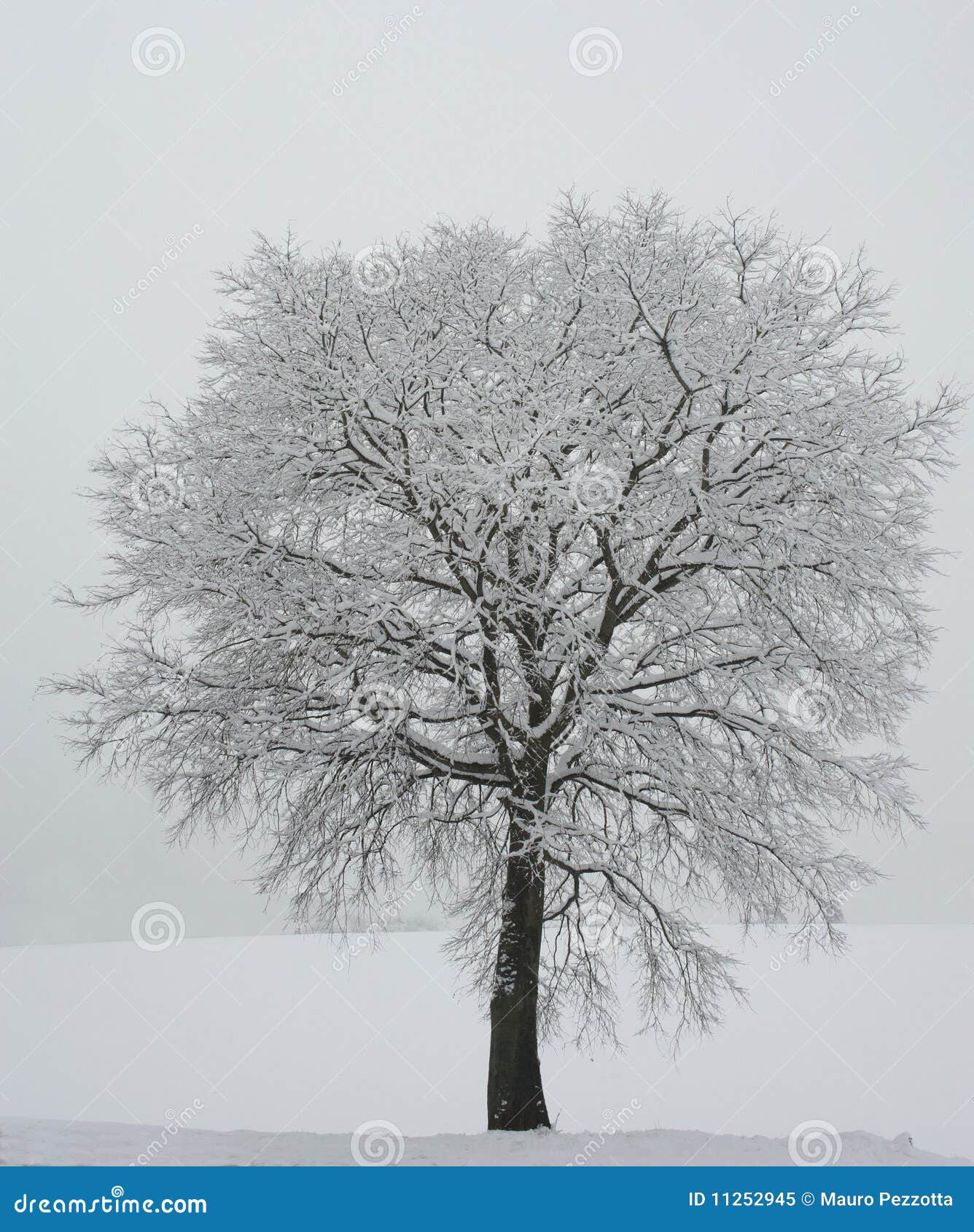 Tree with snow stock image. Image of lombardy, trees - 11252945