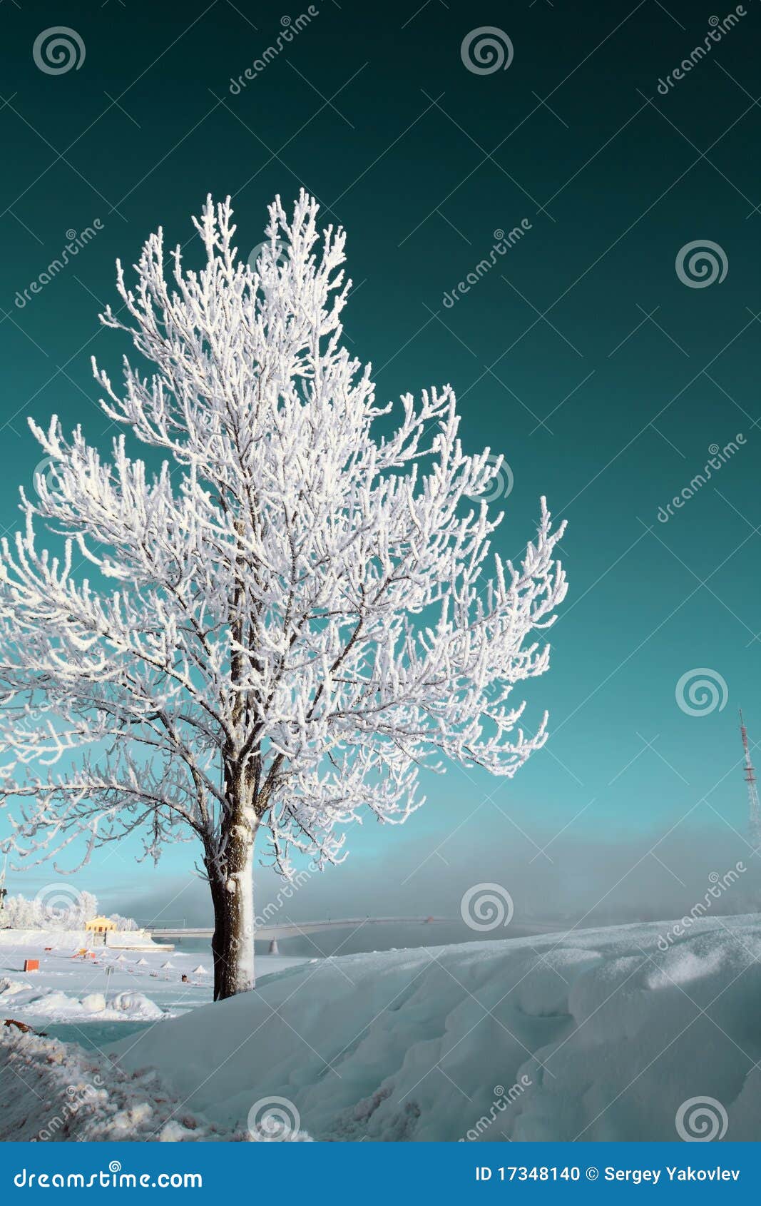Tree in snow stock photo. Image of bright, deciduous - 17348140