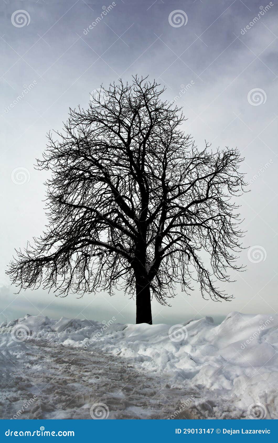 Tree in snow stock image. Image of snowy, park, scene - 29013147