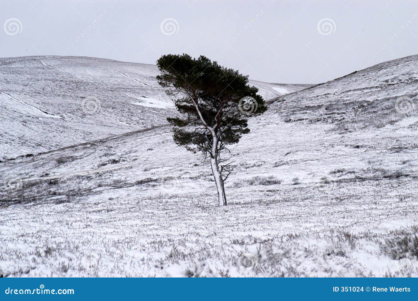 Tree in snow stock photo. Image of winter, tree, pure, snow - 351024