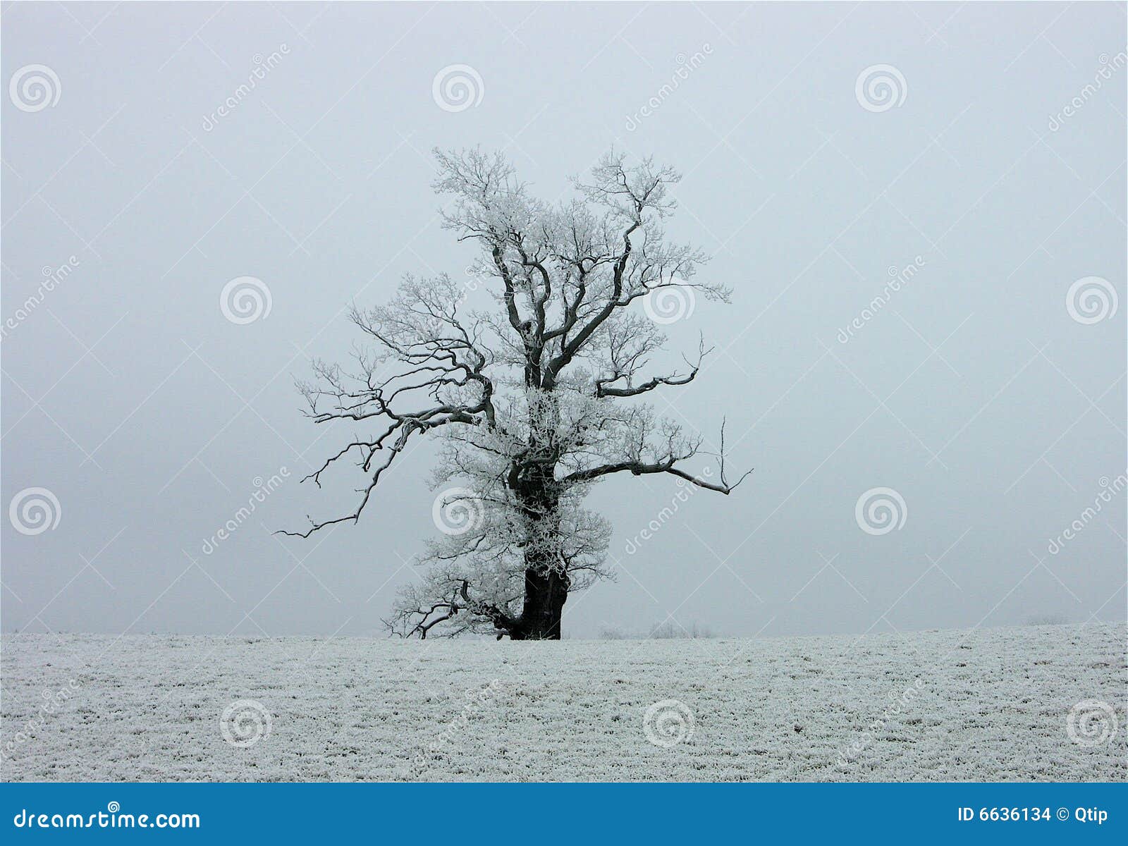 Tree with snow stock photo. Image of bare, cover, ground - 6636134