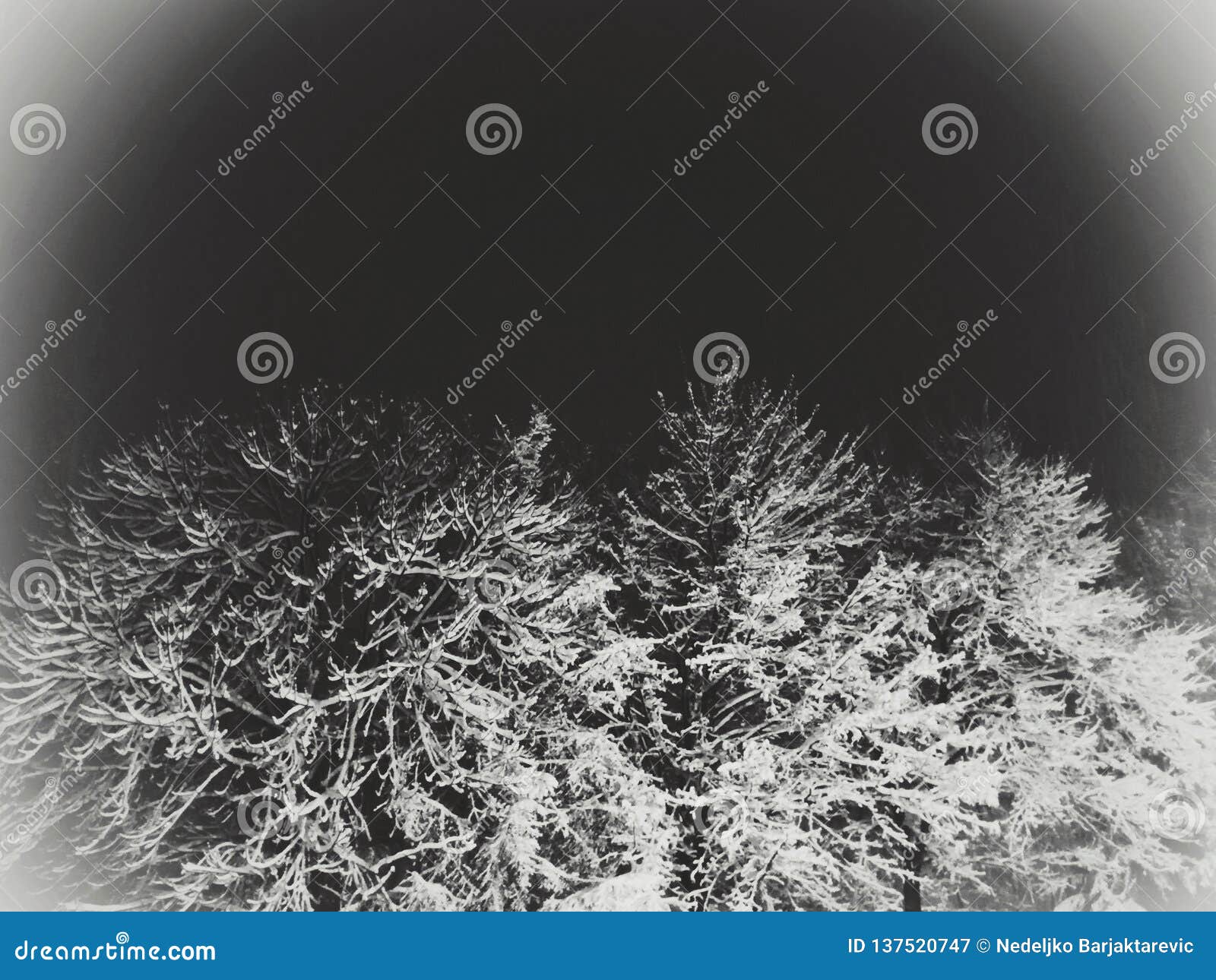 Tree in Snow,abstract Background,texture of Trees Covered with Snow at ...