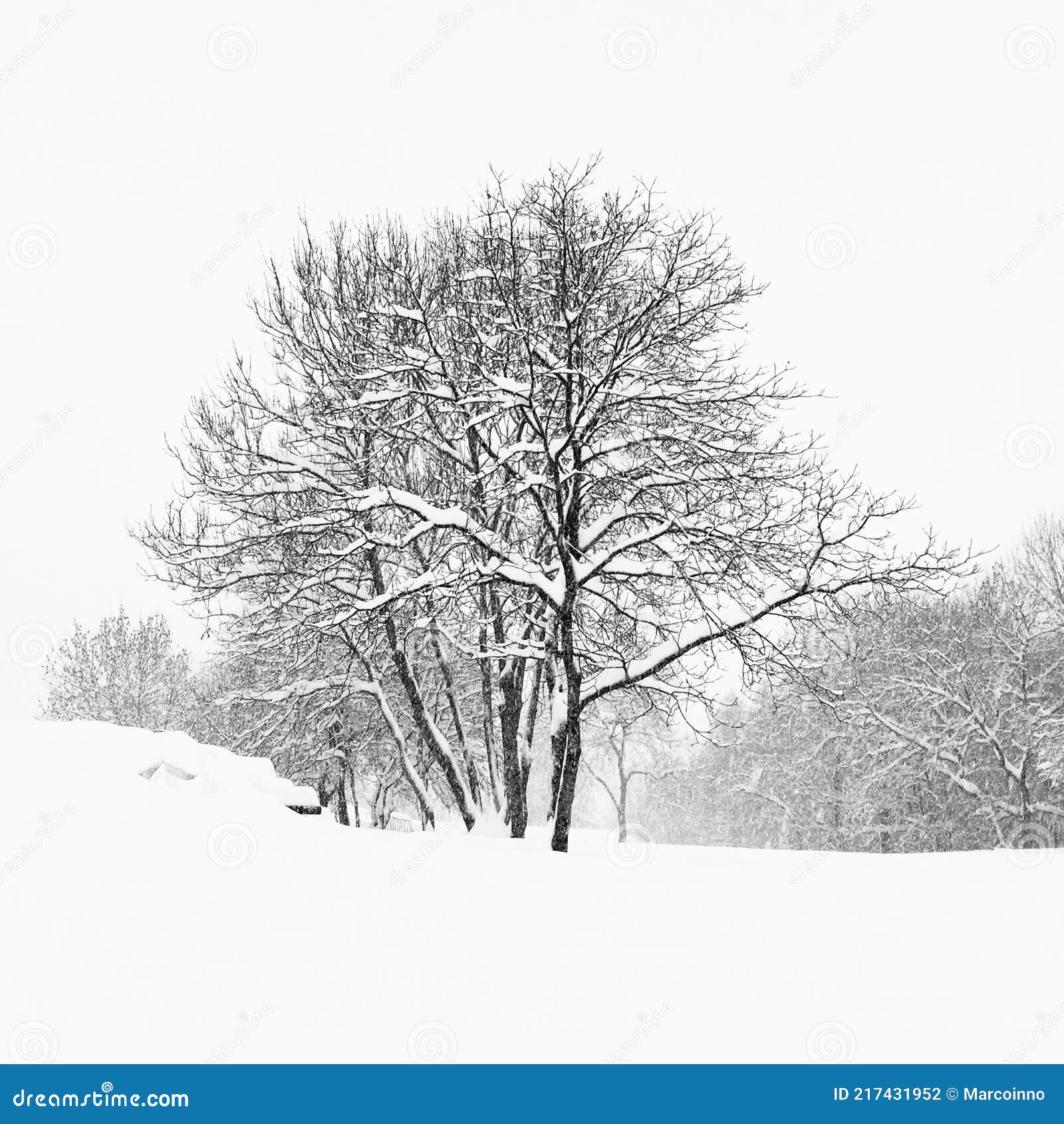 Tree Snow Black&white Winter Stock Photo - Image of black, branches ...