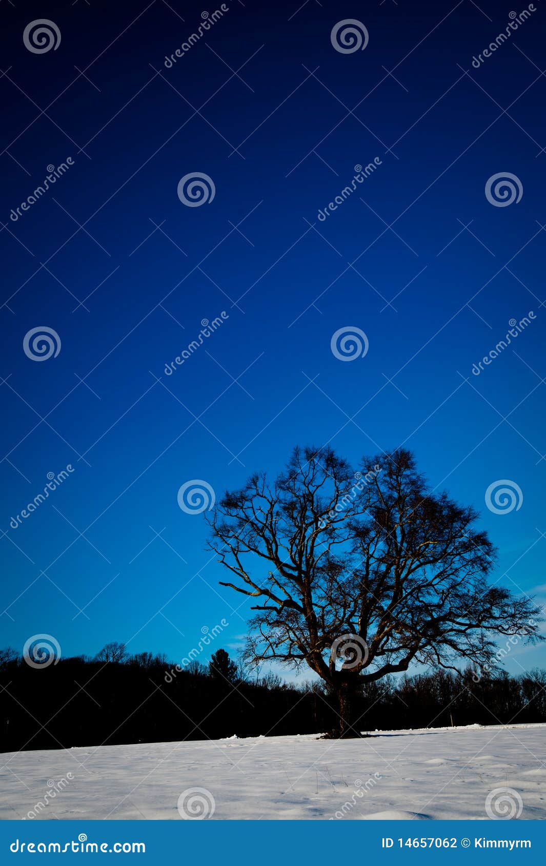 Tree in the Snow with Blue Sky Stock Photo - Image of foliage, grey ...