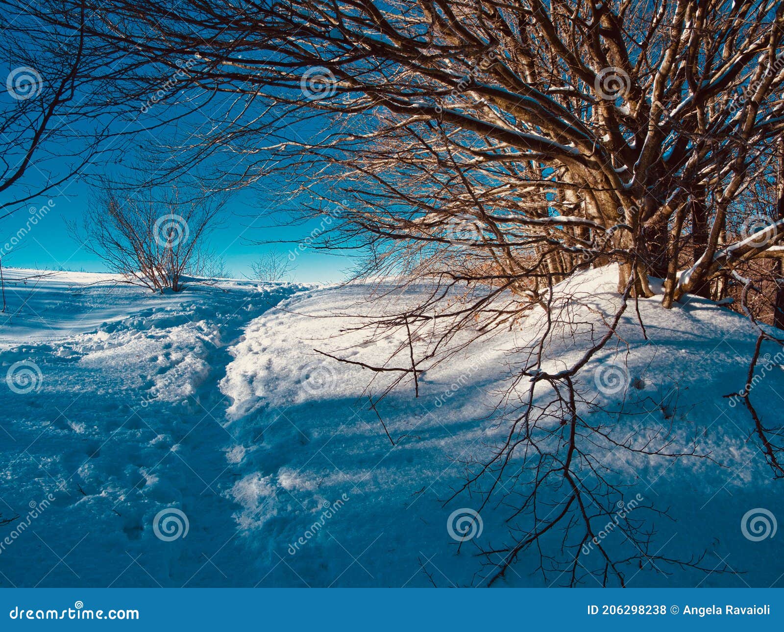 A Tree and Snow and the Blue Sky Stock Photo - Image of travel, peaks ...