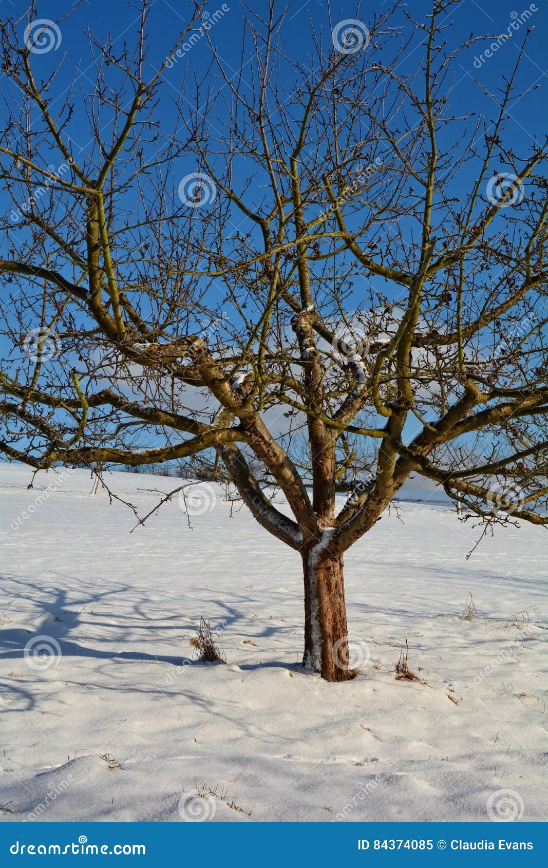 A Tree in the Snow with Blue Sky Stock Image - Image of trunk, snow ...