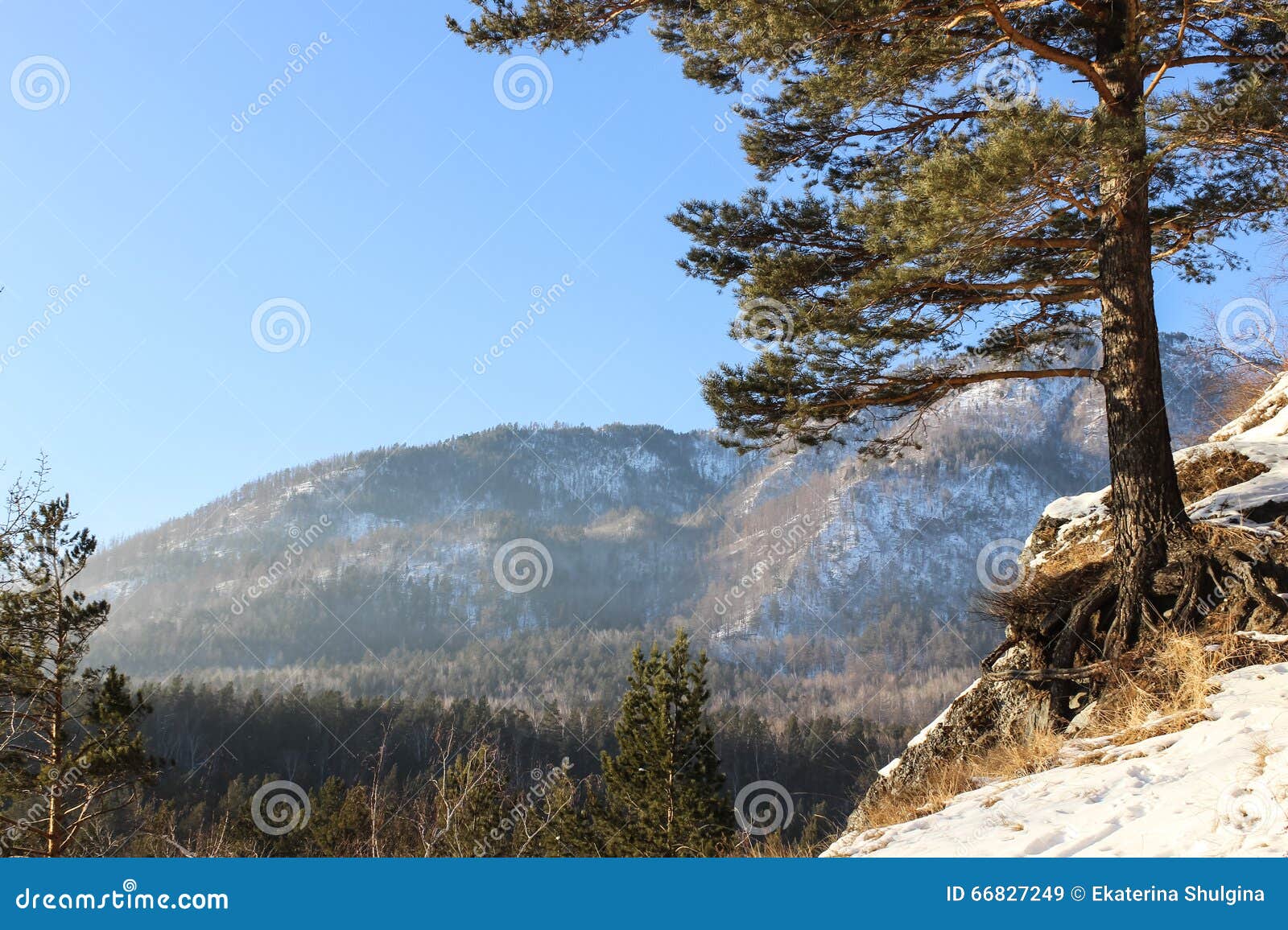 Tree on a snow cliff stock image. Image of covered, spruce - 66827249
