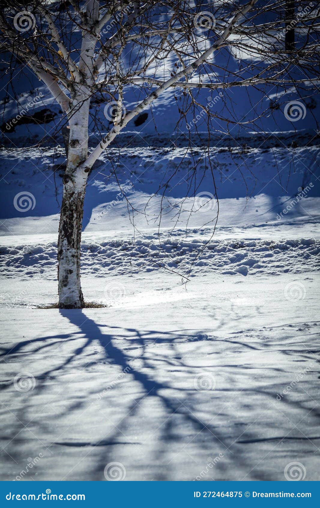 A Tree on Snow Covered Field during Day Stock Image - Image of winter ...
