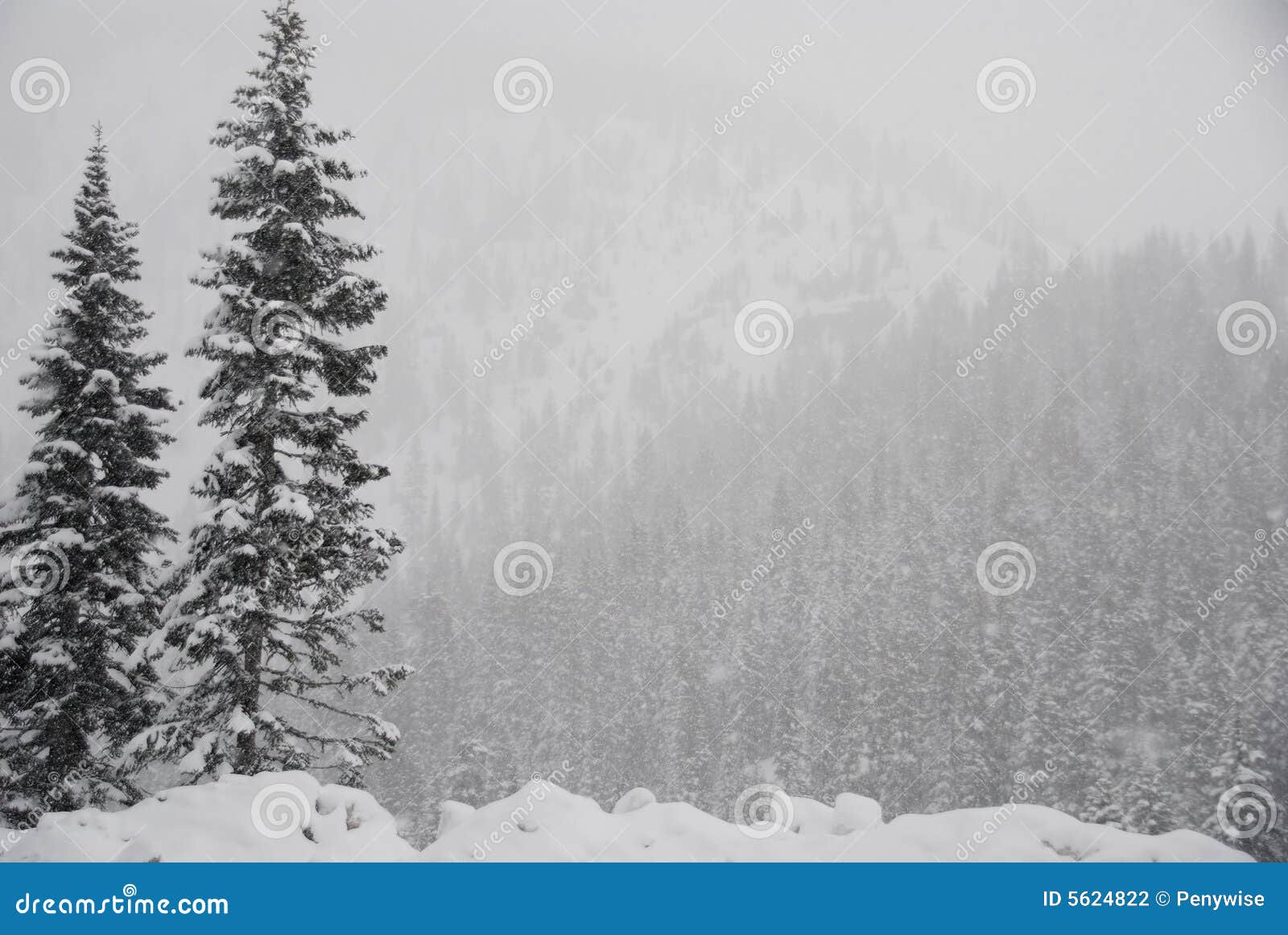 Tree on a Snow Covered Hill Stock Photo - Image of majestic, branches ...