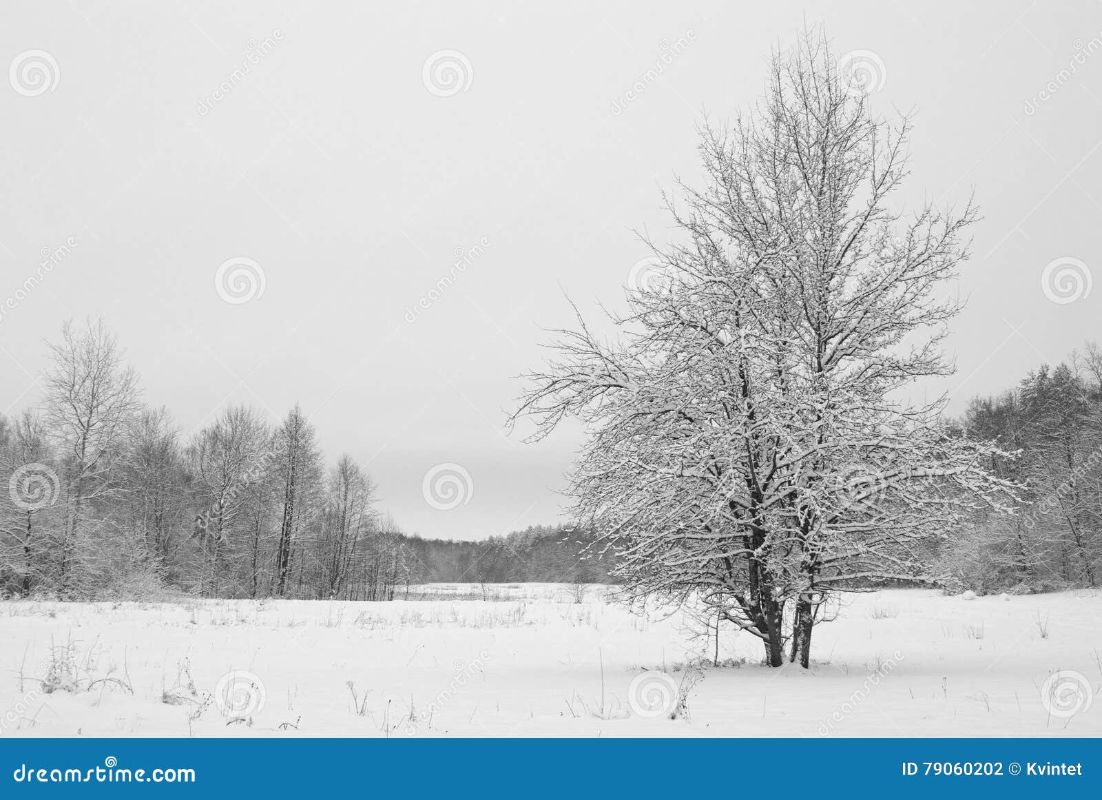 Tree Snow Covered on Meadow in the Woods in Cloudy Winter Evening Stock ...