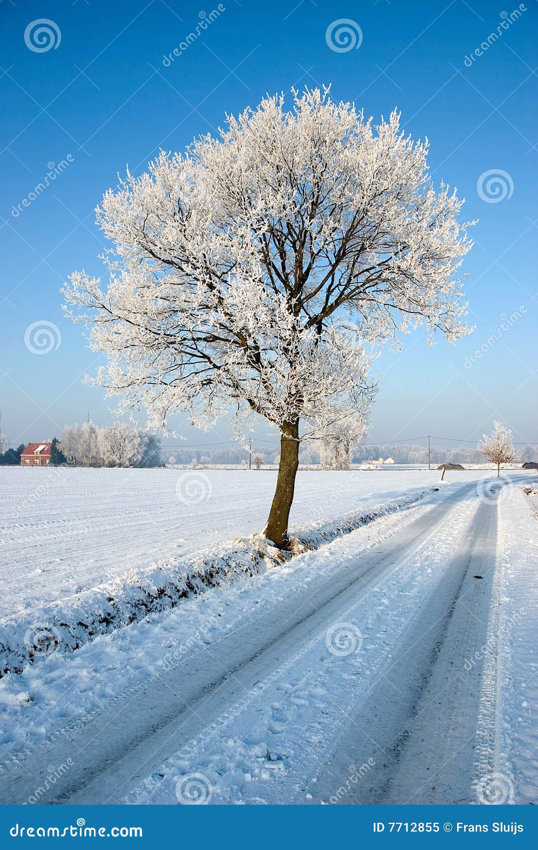 Tree by snow covered road stock image. Image of picturesque - 7712855