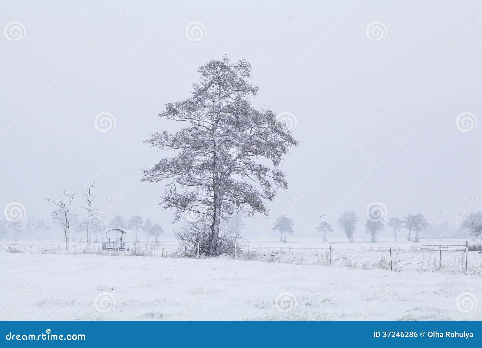 Tree in Snow on Dutch Farmland during Winter Stock Photo - Image of ...