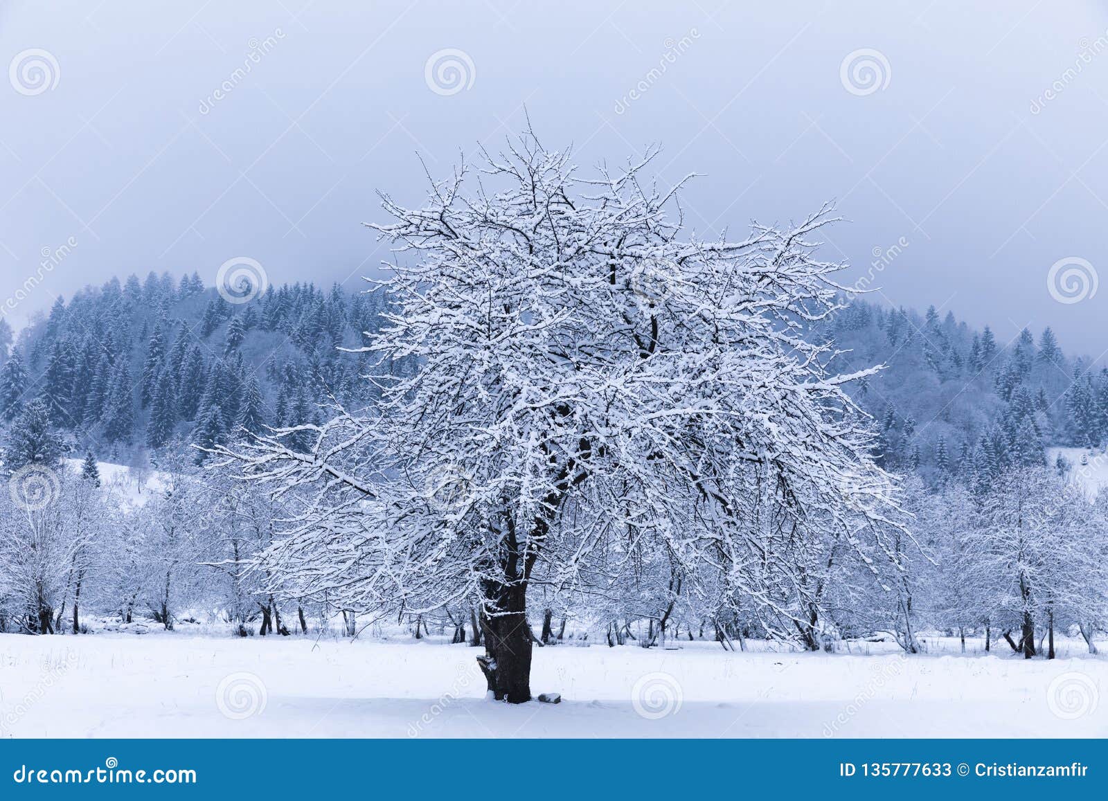 Tree in the snow field stock image. Image of tree, branches - 135777633