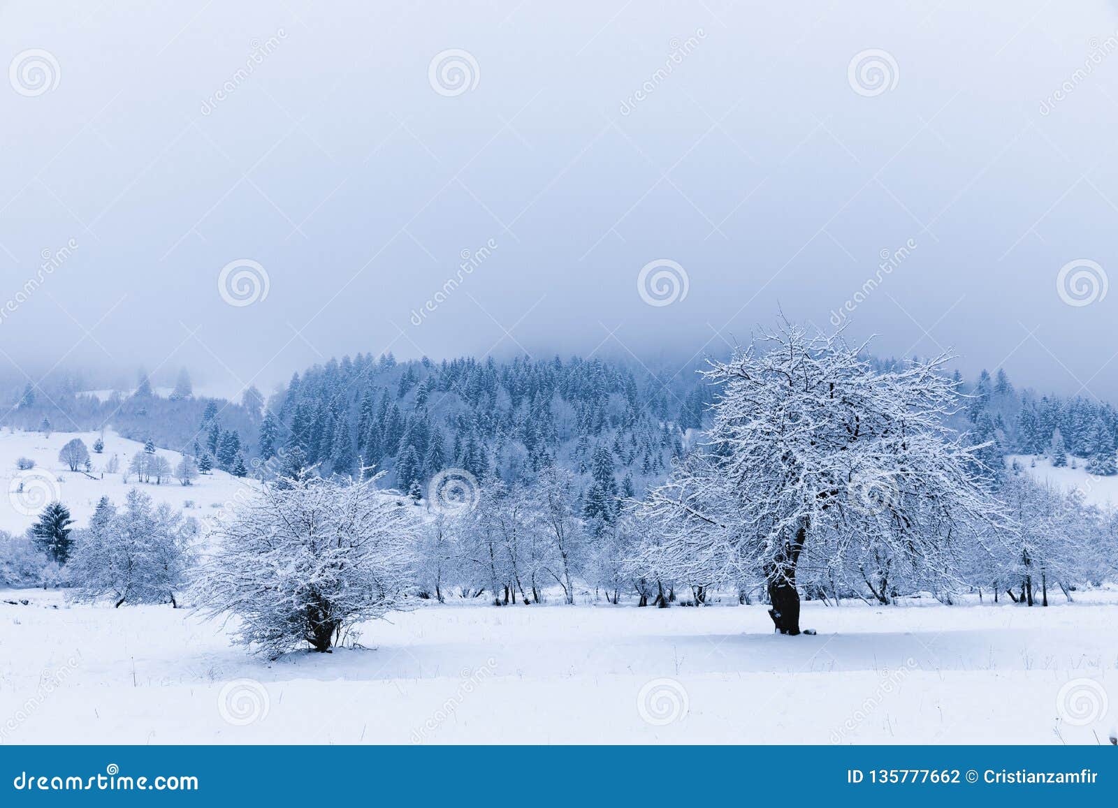 Tree in the snow field stock photo. Image of scene, covered - 135777662