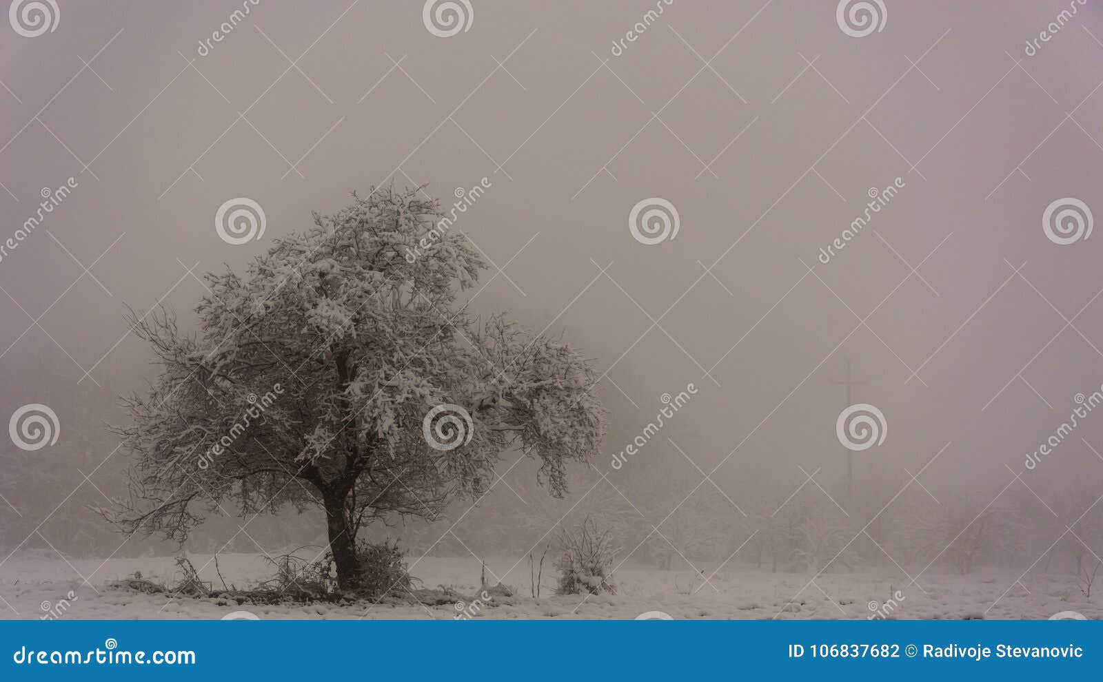 Tree in a snow field stock photo. Image of frosty, holidays - 106837682