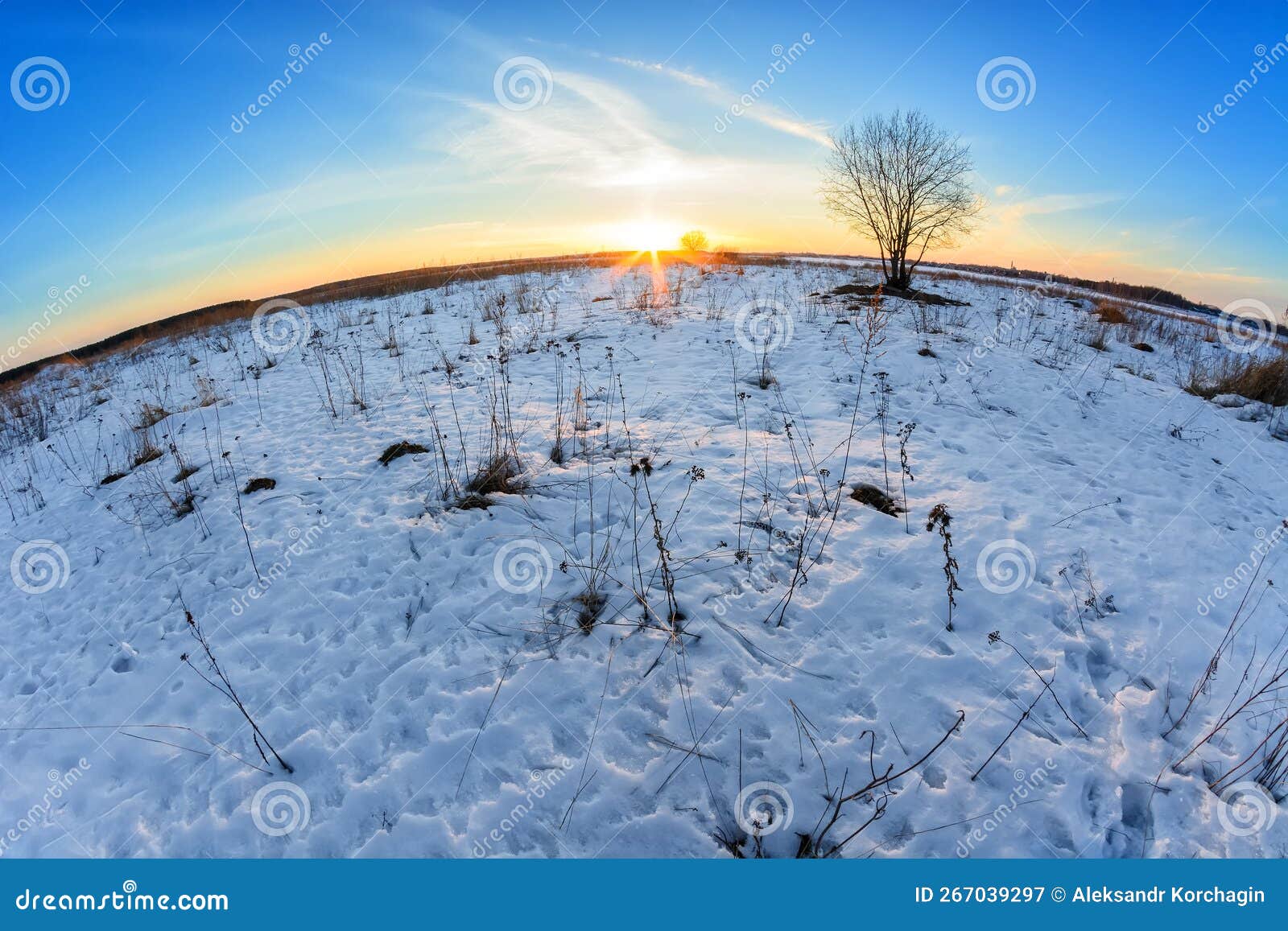 Tree in a Snow Field at Sunset in Winter Stock Image - Image of natural ...