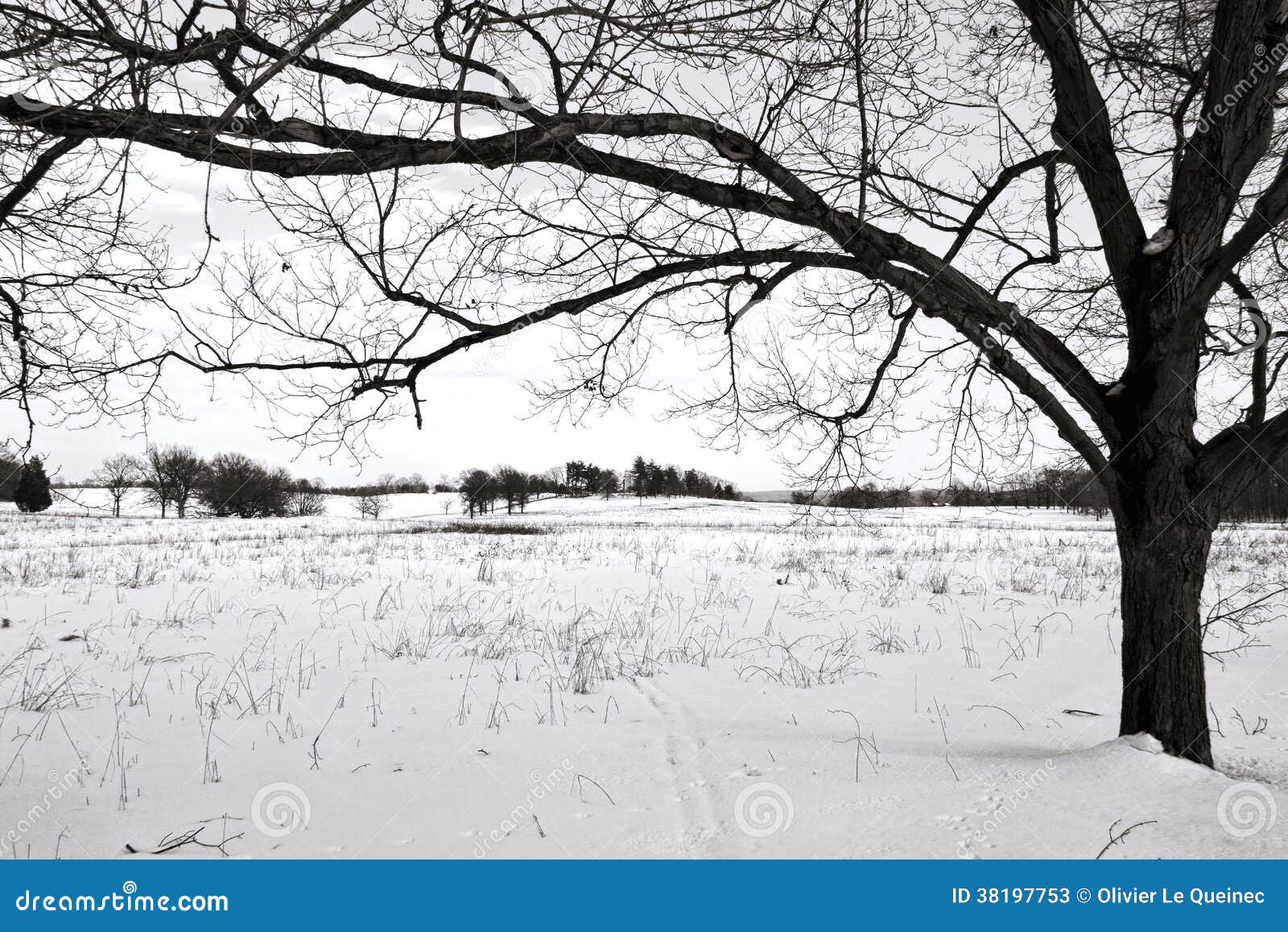 Tree and Snow Field at Valley Forge National Park Stock Image - Image ...