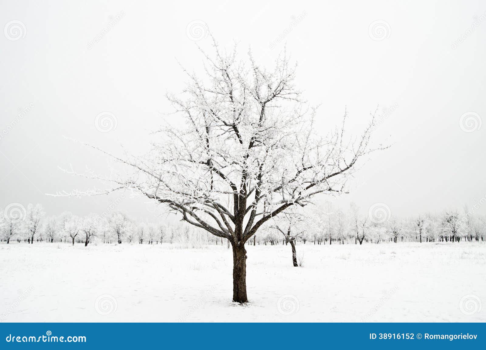 Tree in a snow stock photo. Image of snow, cold, lonely - 38916152