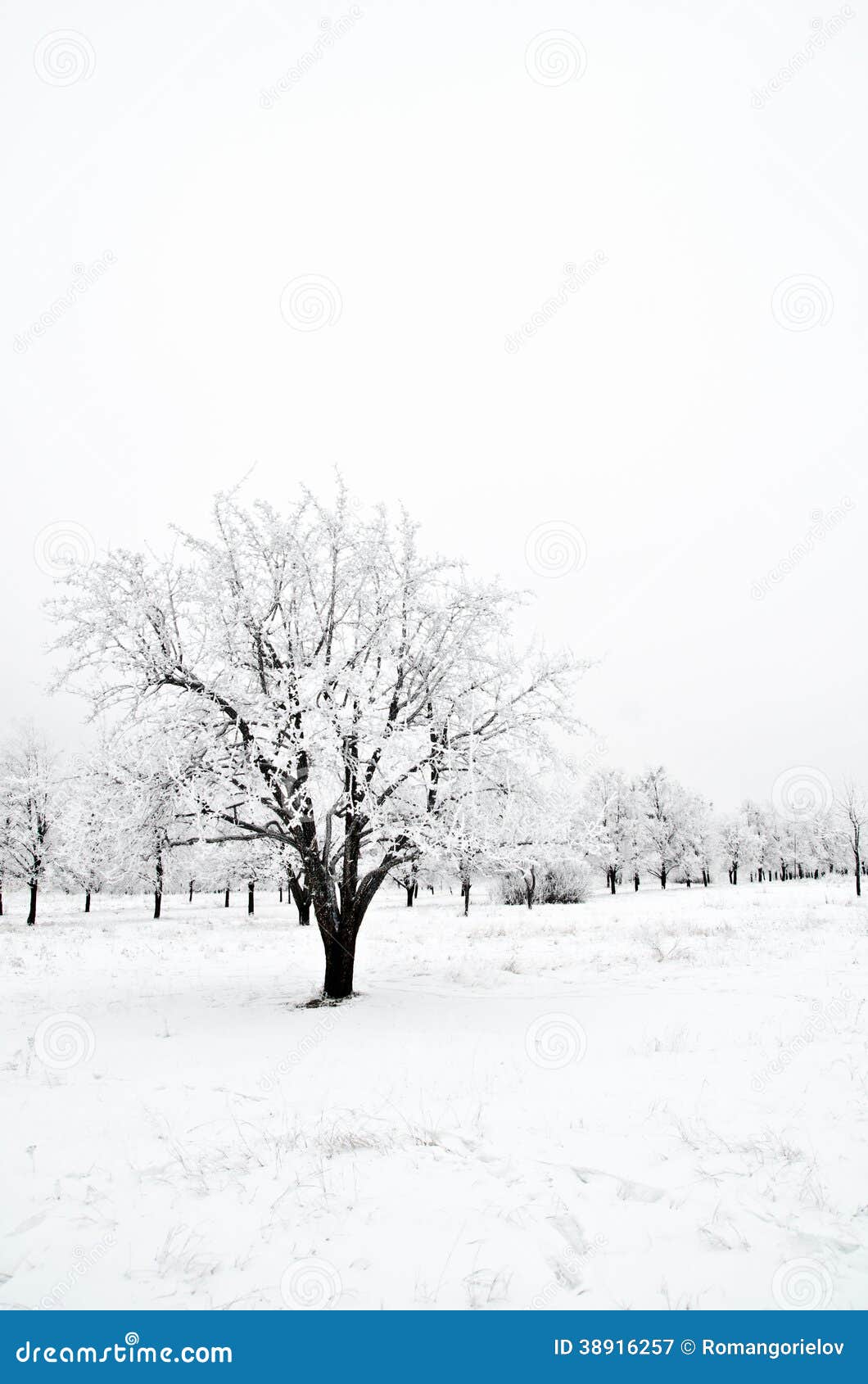 Tree in a snow stock image. Image of simplicity, meadow - 38916257