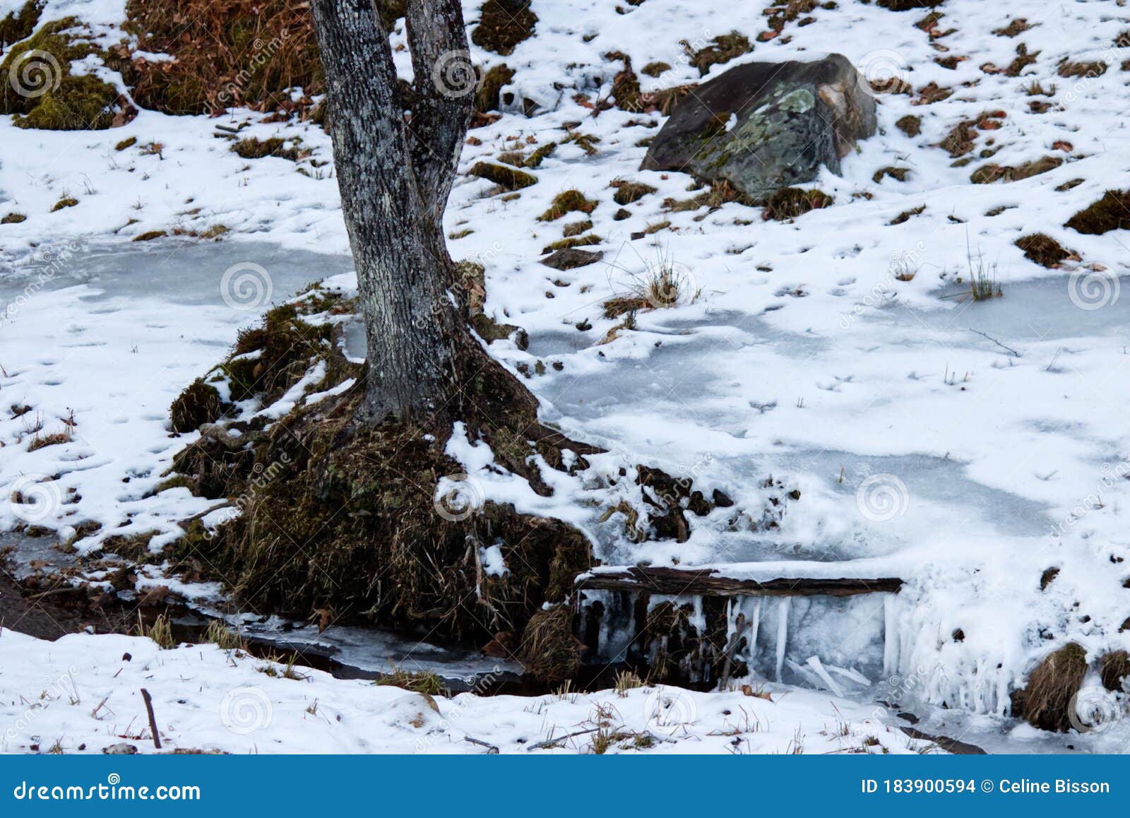 Tree in Snow with a Frozen Stream Stock Photo - Image of tree, cold ...