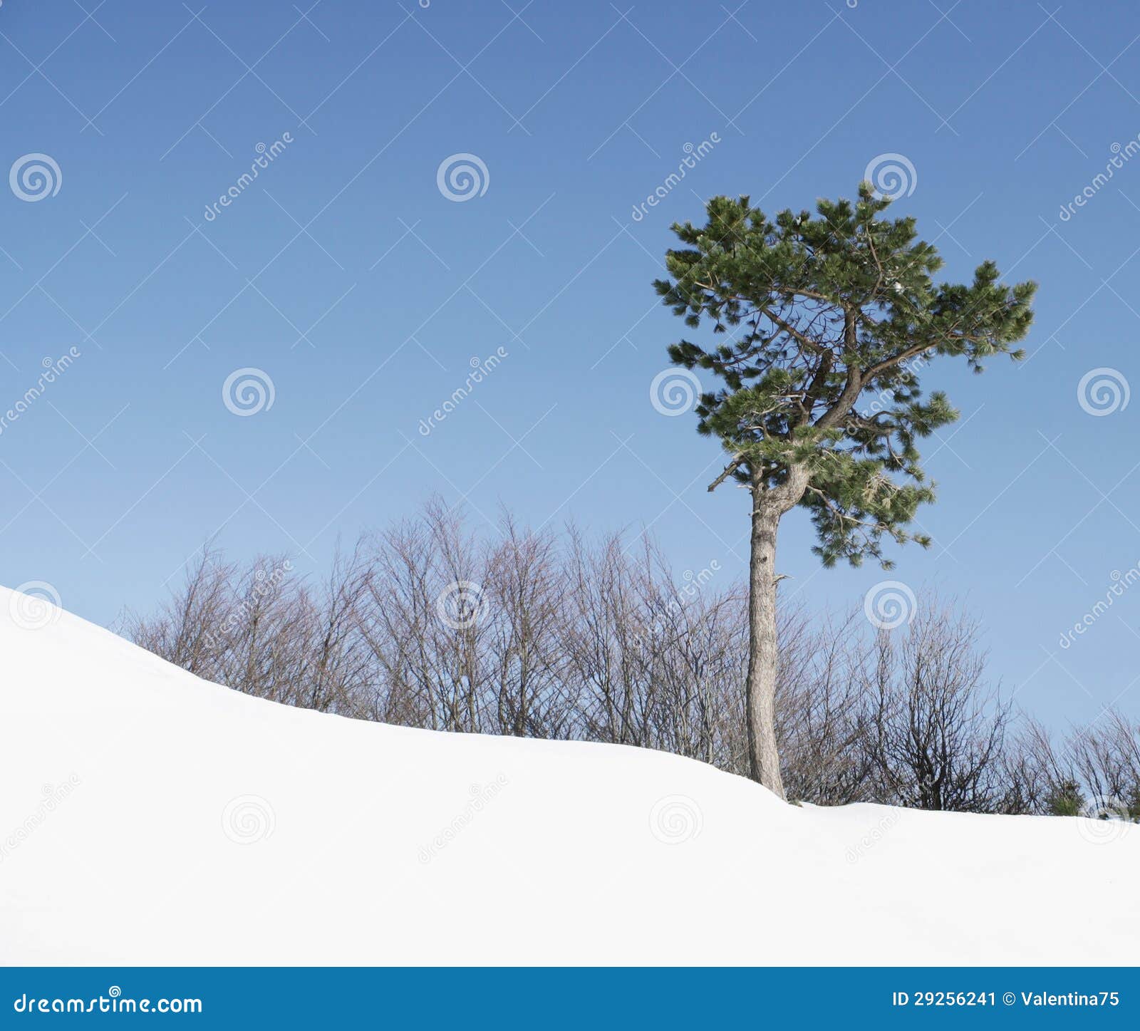 Tree on a snow hill stock image. Image of nature, colorful - 29256241