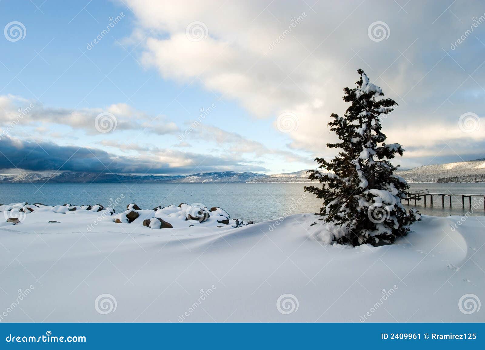 Tree Snow Lake Tahoe stock image. Image of lake, frost - 2409961