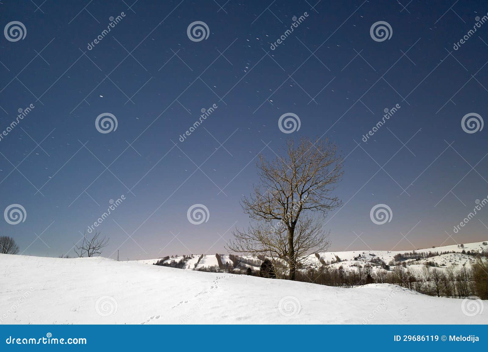 Tree in the Snow Lighten by Full Moon at Night. Stock Image - Image of ...