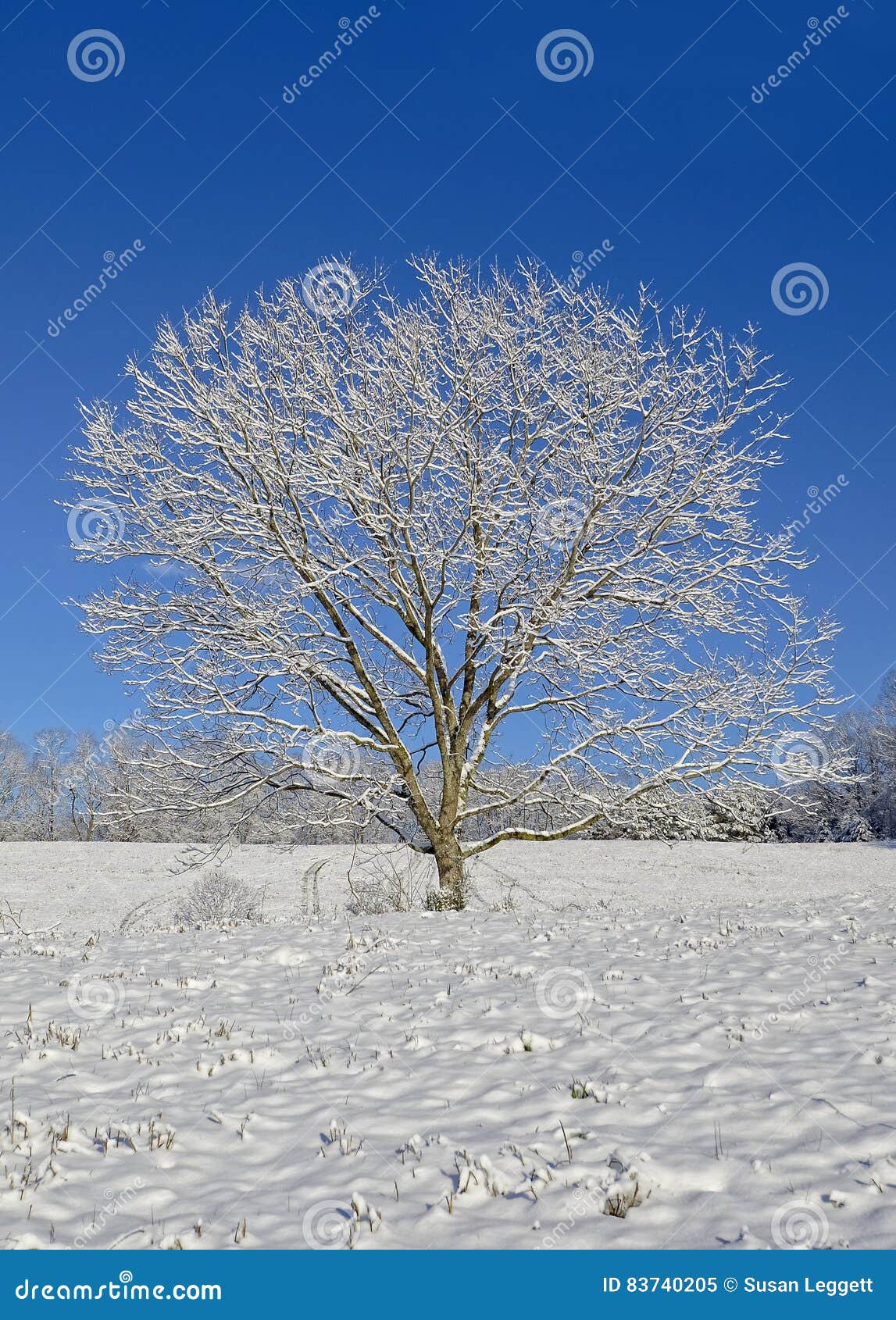 Tree in the Snow stock image. Image of cold, seasonal - 83740205