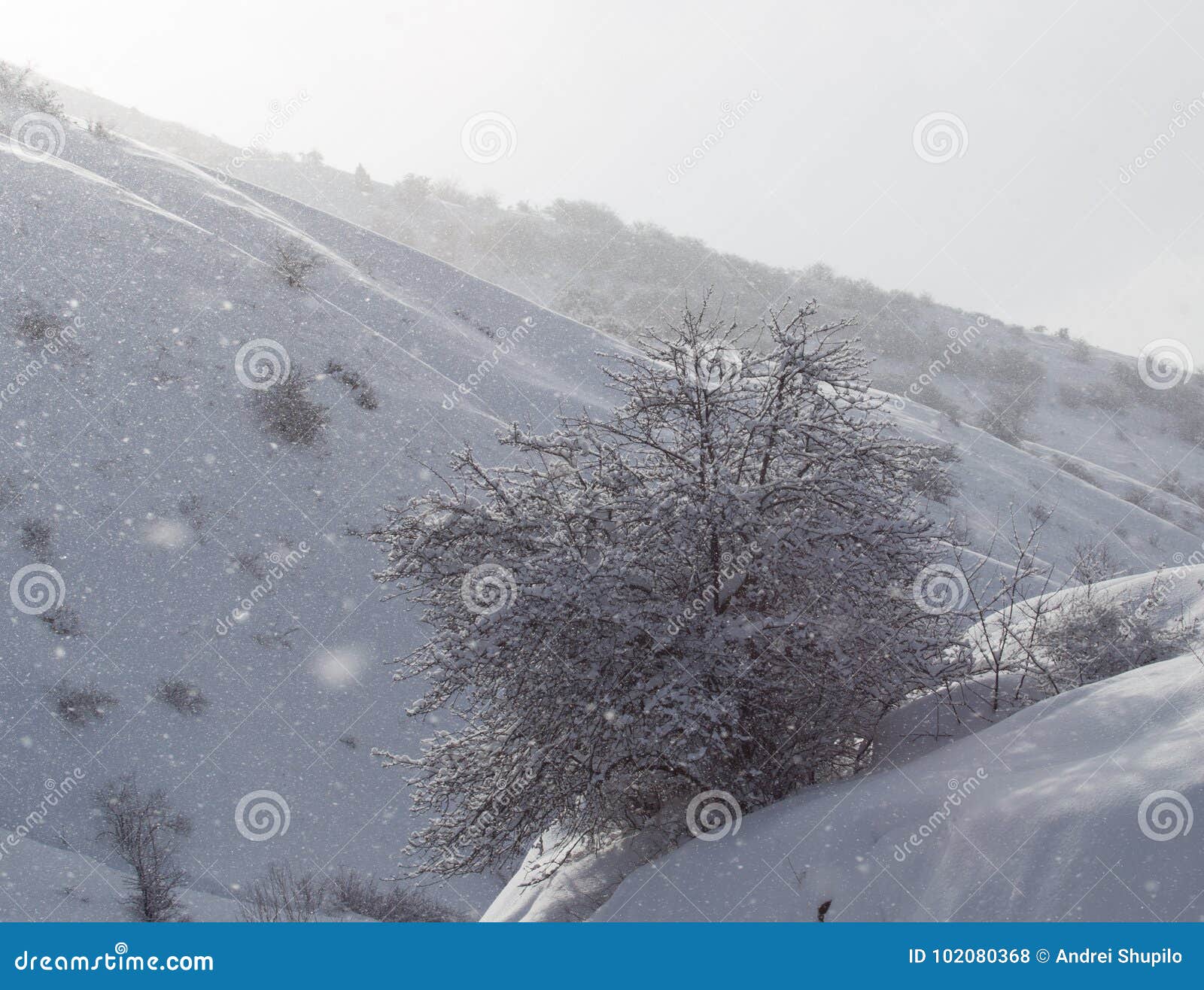 Tree in Snow in the Mountains Stock Photo - Image of mountain, forest ...