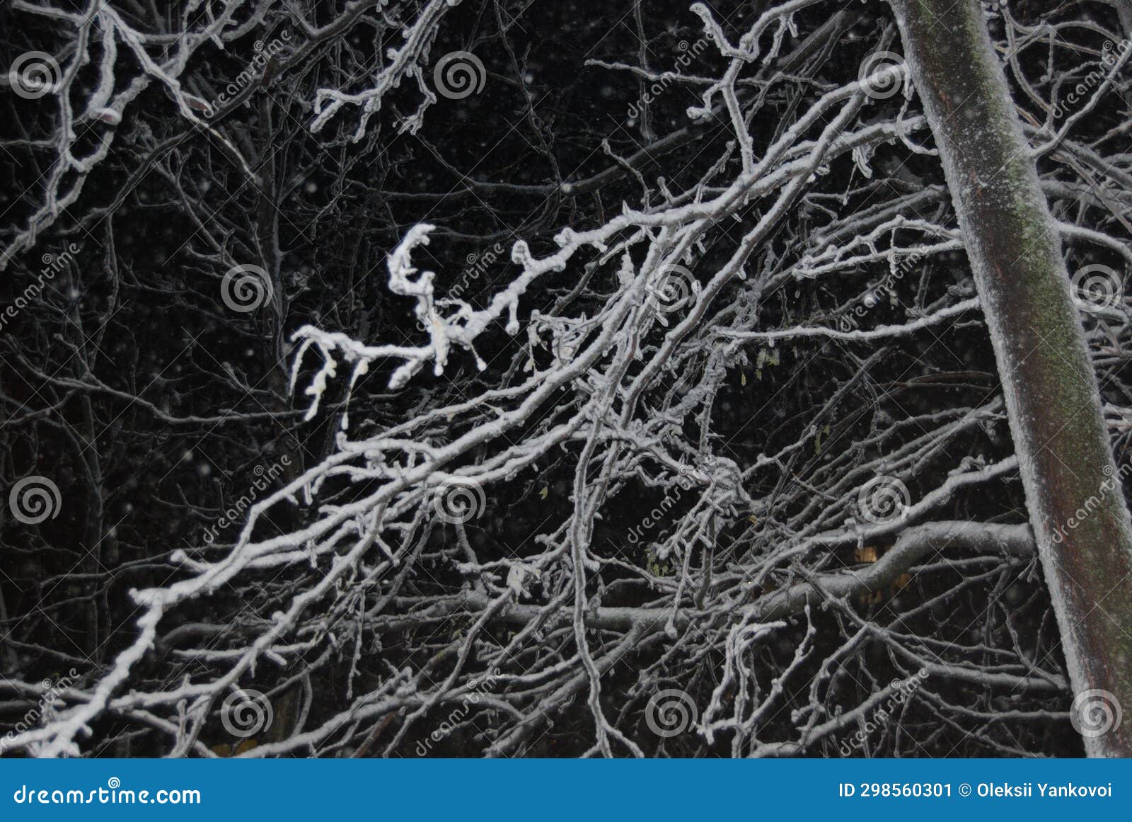 Tree in the Snow. Night and Snow-white Acacia. Stock Image - Image of ...